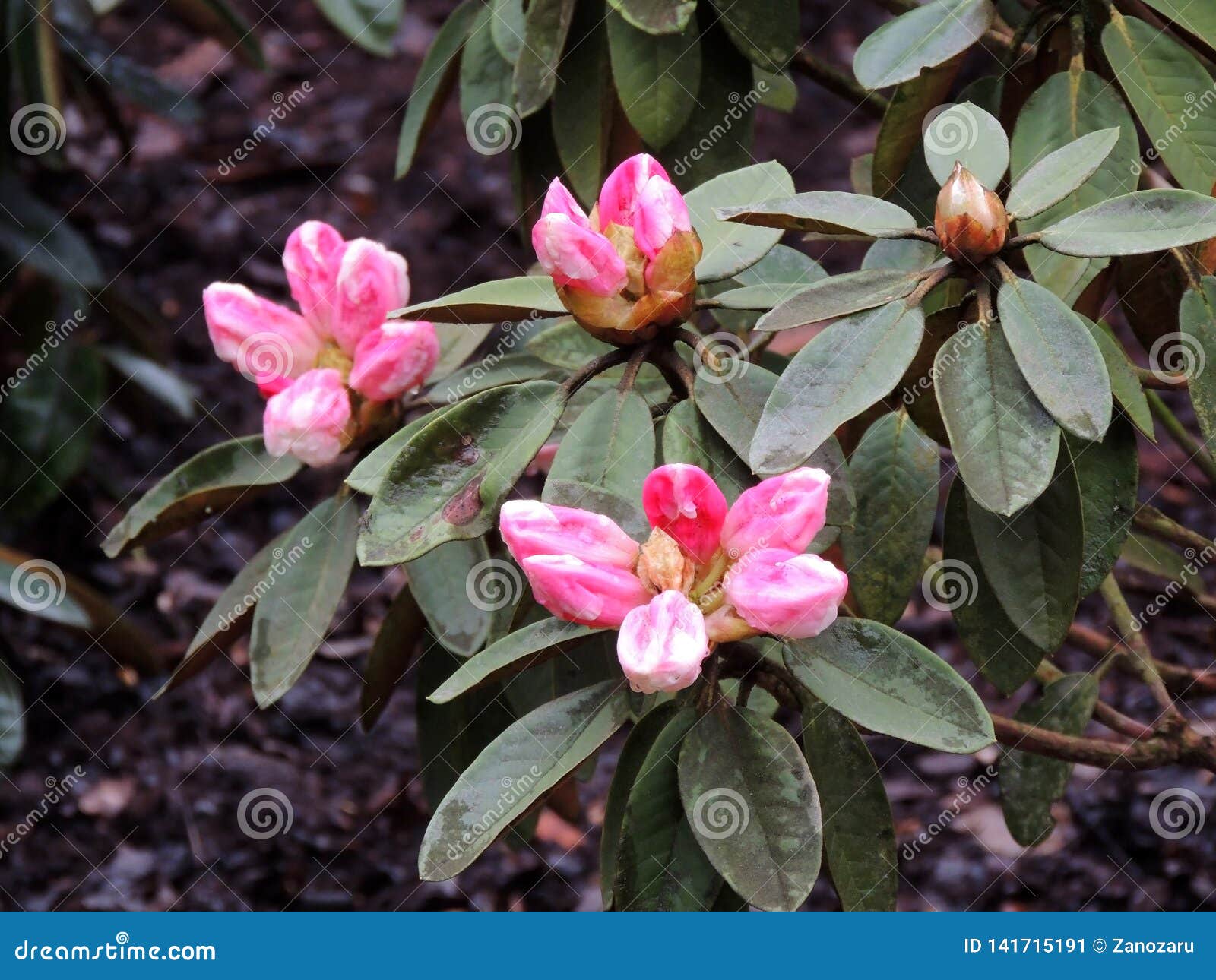 Flowering Pale Pink Rhododendron Stock Image - Image of graceful, size ...
