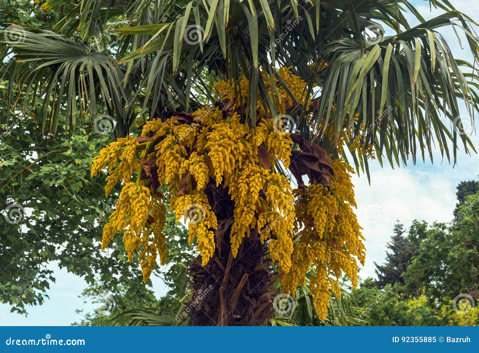 Flowering palm tree stock image. Image of beautiful, flower - 92355885