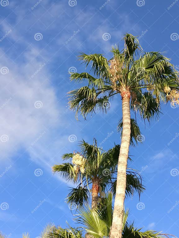 Flowering Palm trees stock photo. Image of holiday, palm - 94563936