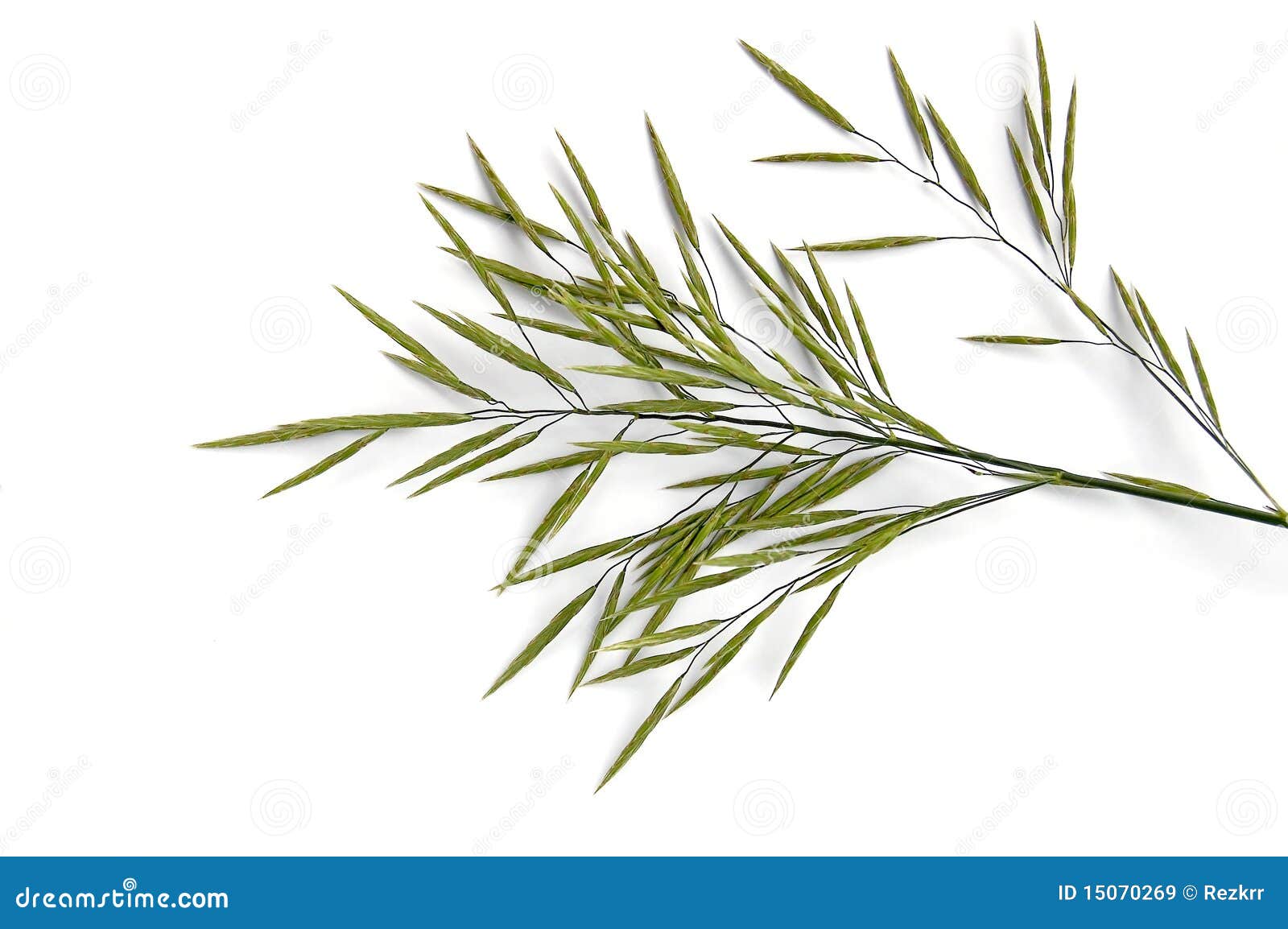 Flowering panicle weed stock image. Image of background - 15070269