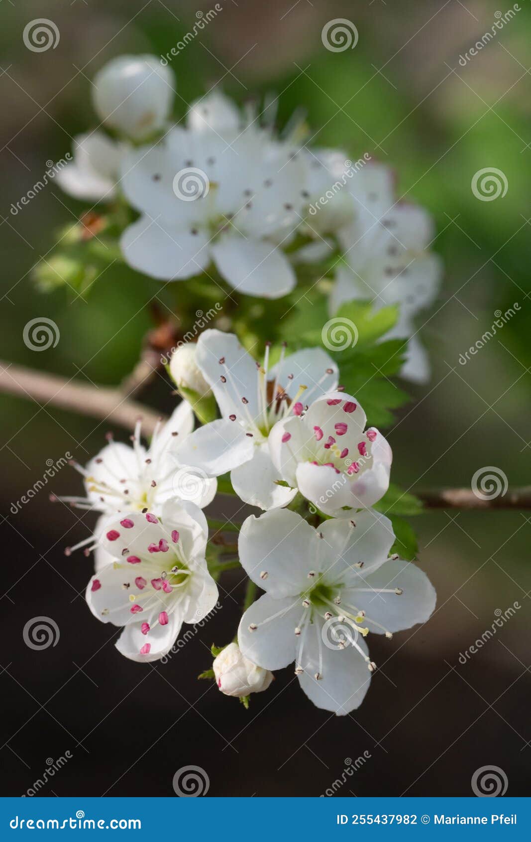 A Flowering Parsley Hawthorn Tree Stock Photo - Image of aromatic ...
