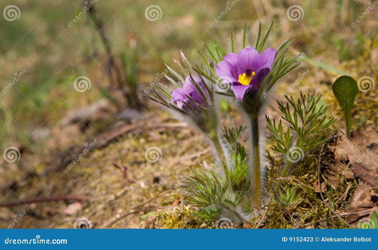 Flowering Pasque Flower Plant Stock Image - Image of flowering ...