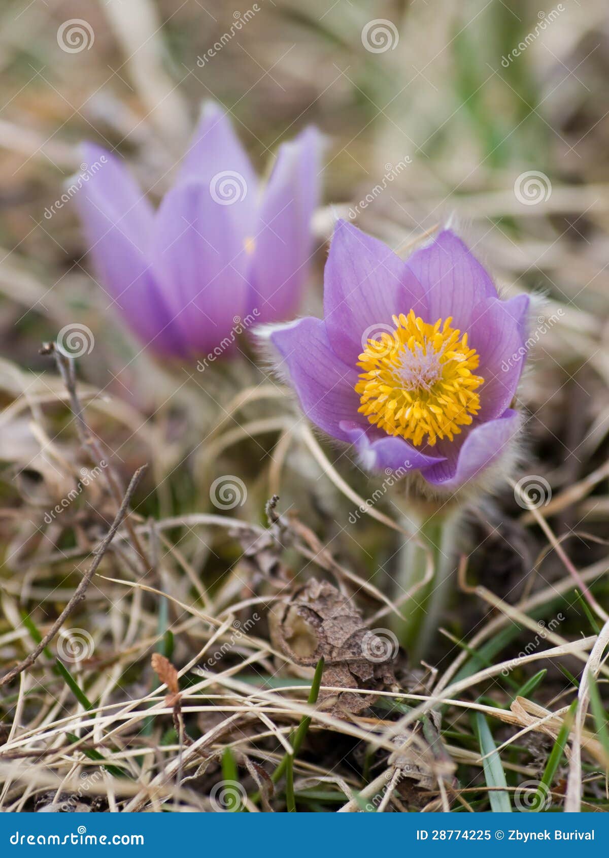 Flowering Pasque Flowers (Pulsatilla) Stock Image - Image of easter ...