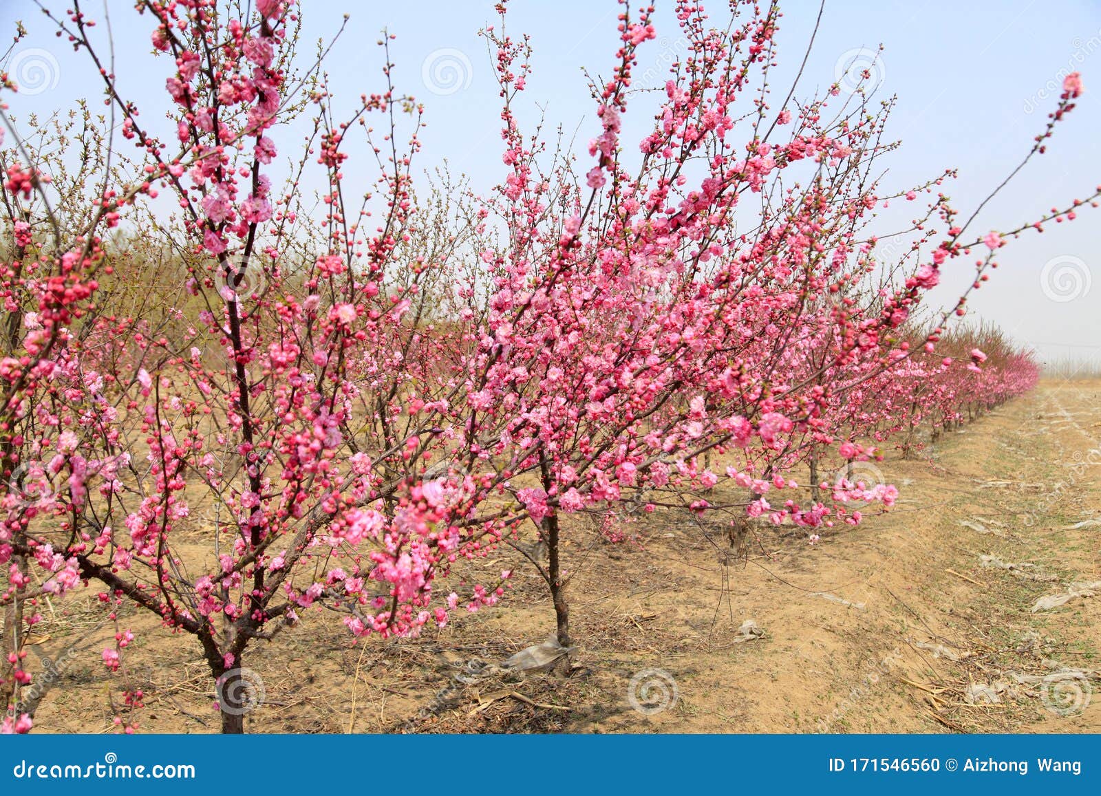 Flowering peach stock photo. Image of season, beautiful - 171546560