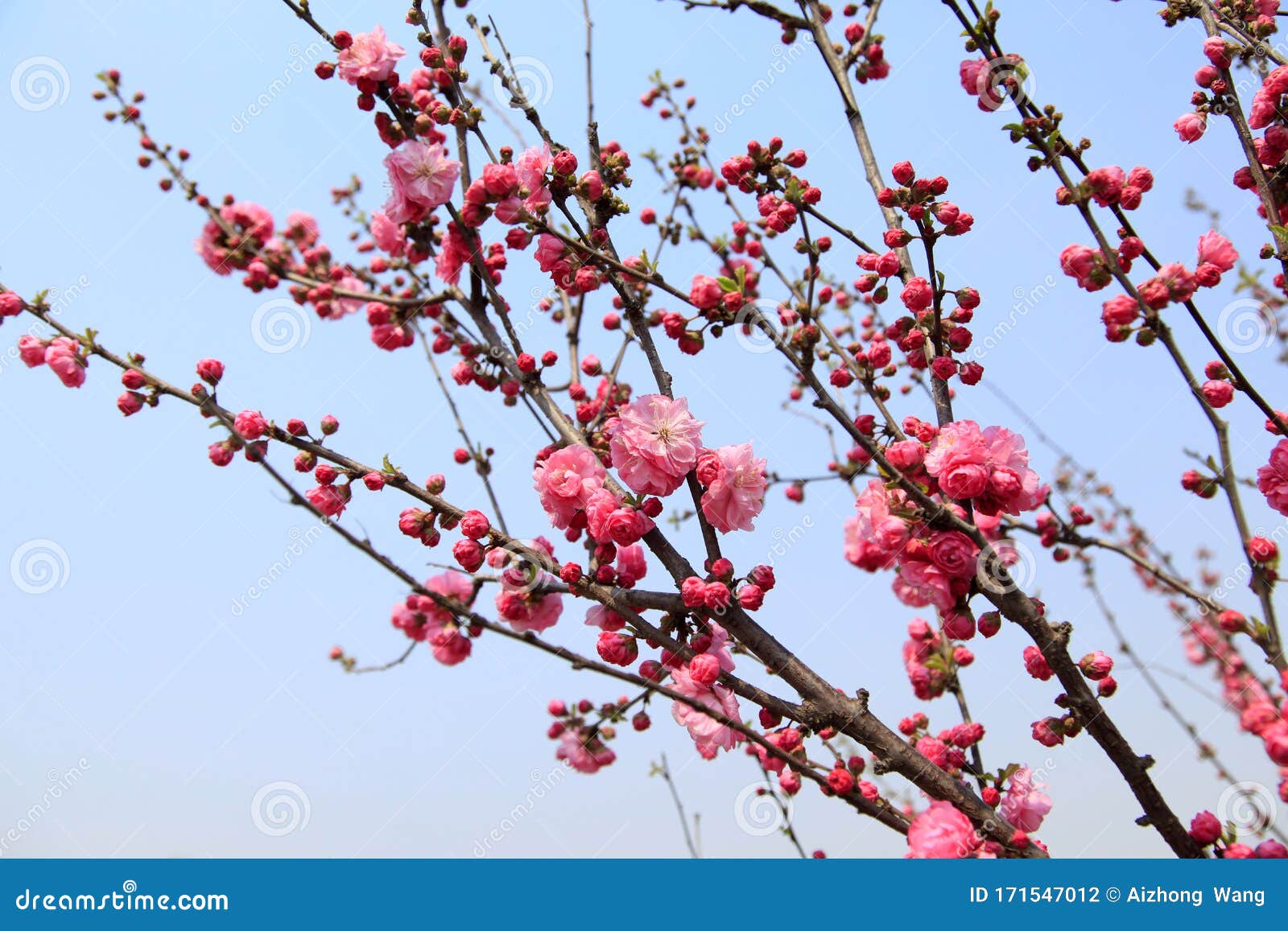 Flowering peach stock photo. Image of plant, color, macro - 171547012