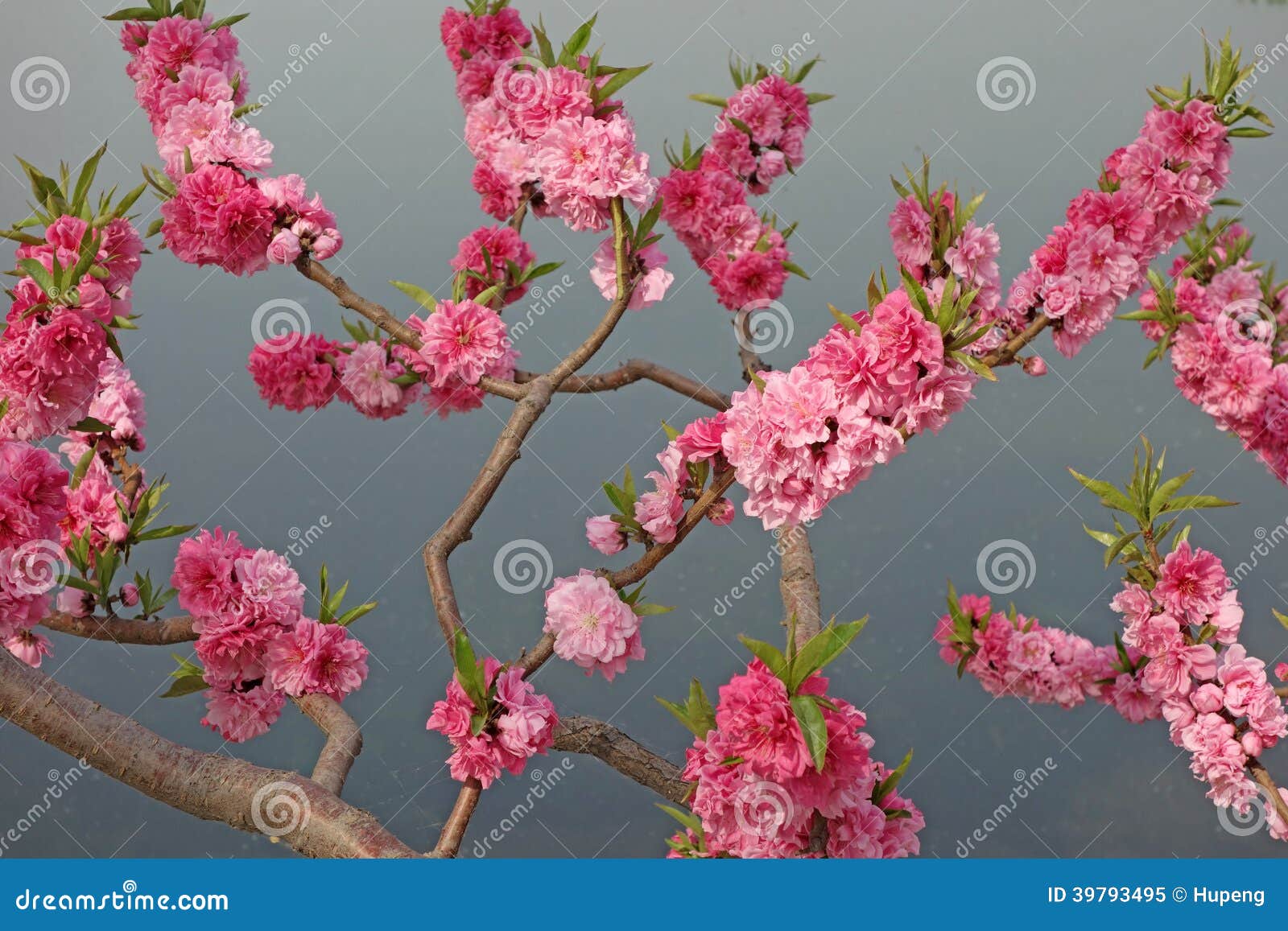 Flowering peach stock image. Image of accumulation, beautiful - 39793495