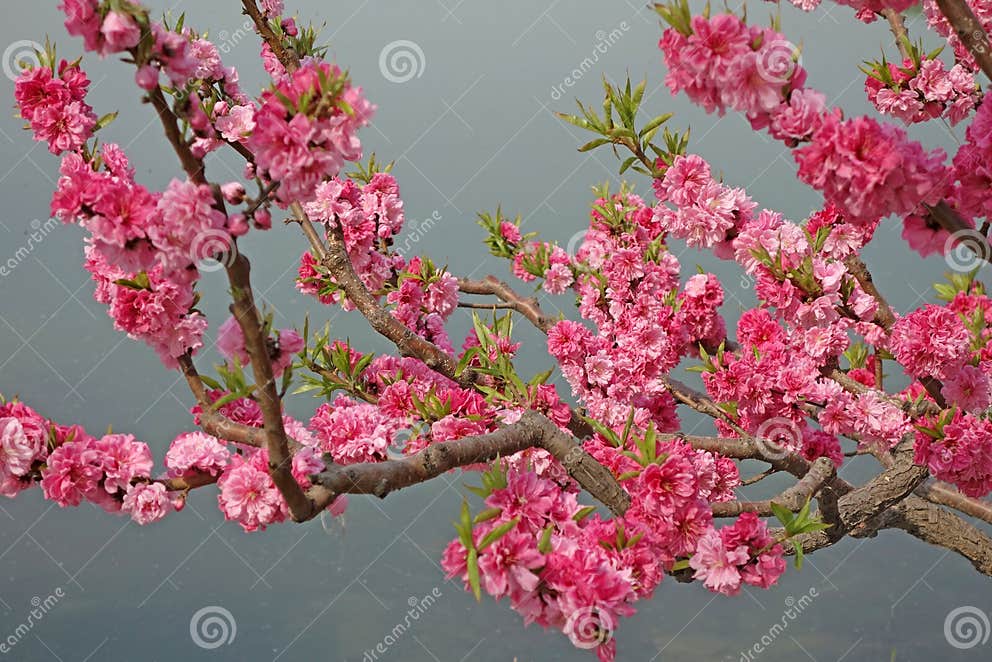 Flowering peach stock image. Image of blossoming, blossoms - 39793525