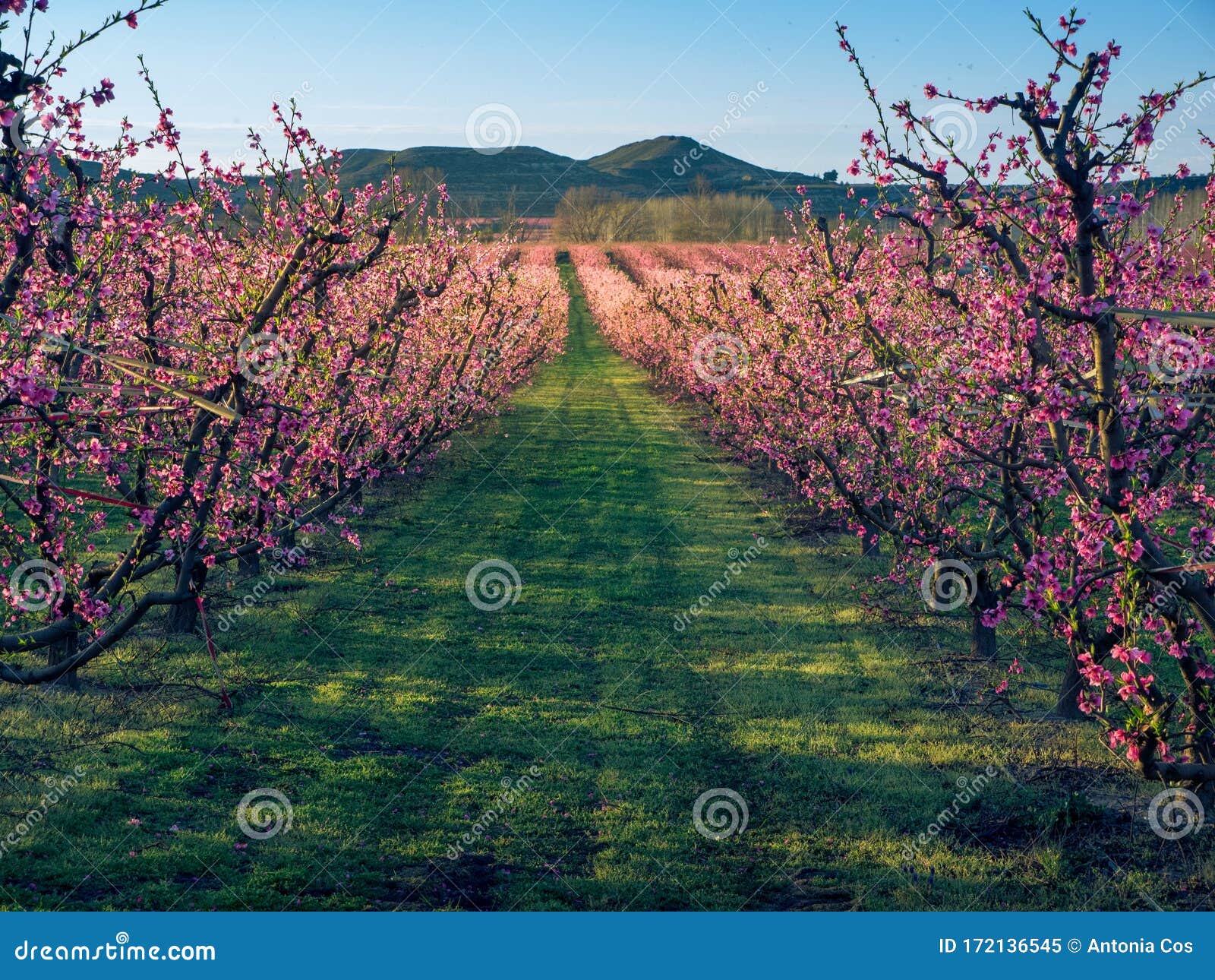 Flowering in the Peach Fields at Sunset. Stock Image - Image of petal ...