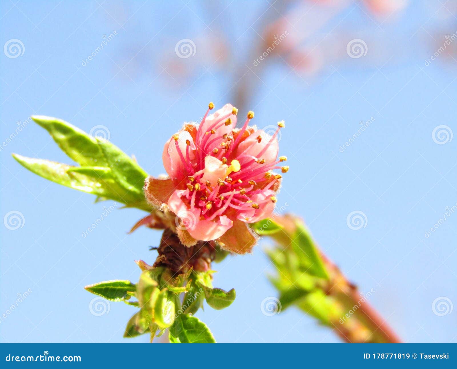 Flowering Peach Tree in Early Spring Stock Image - Image of branch ...
