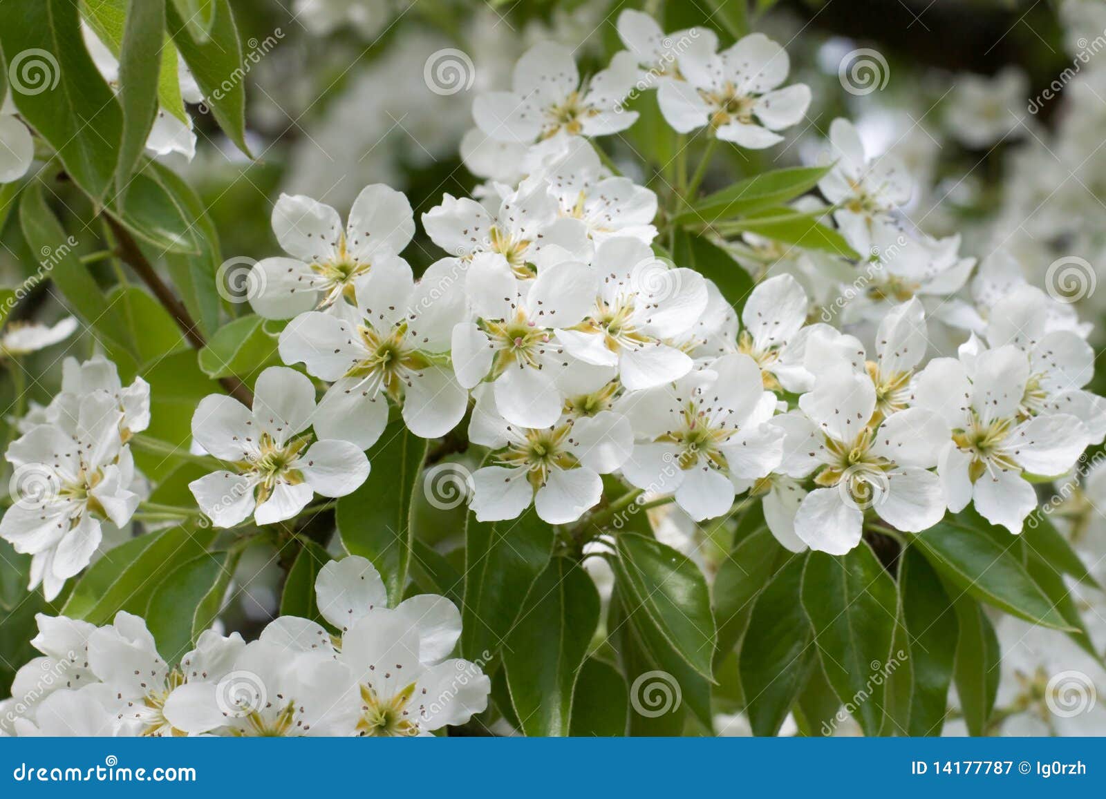 Flowering pear stock image. Image of branch, nature, blossoming - 14177787