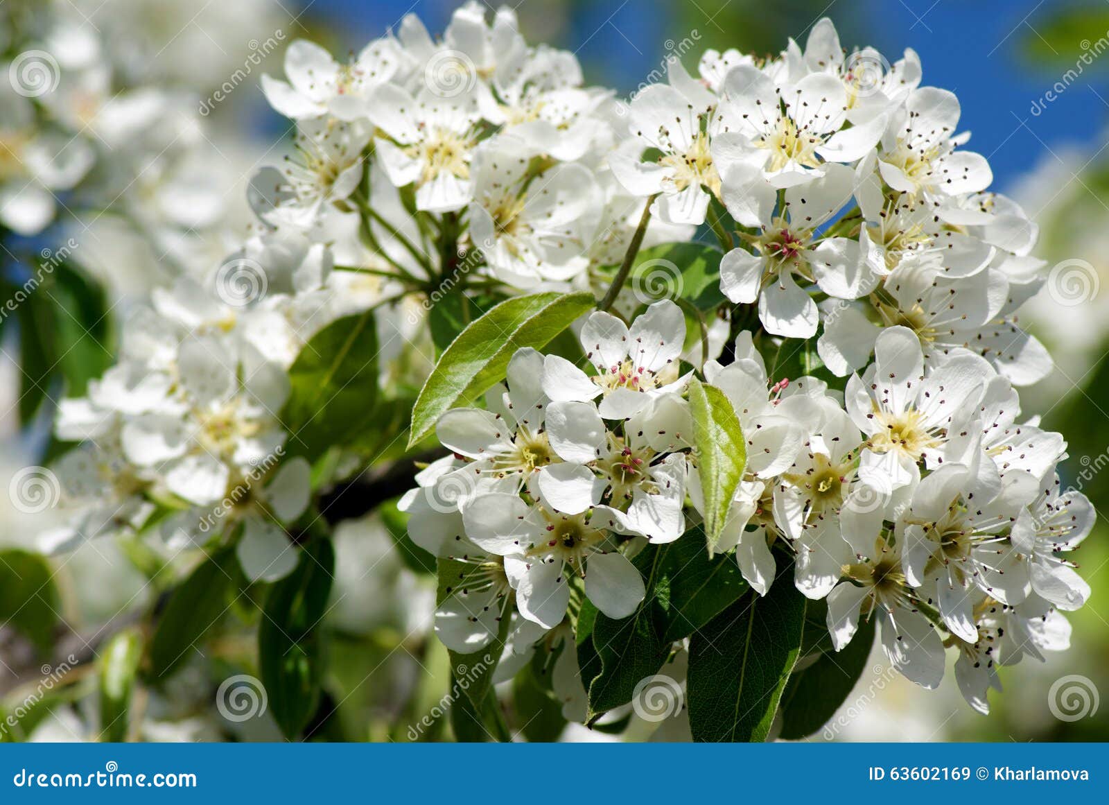 Flowering Pear. Spring stock image. Image of background - 63602169