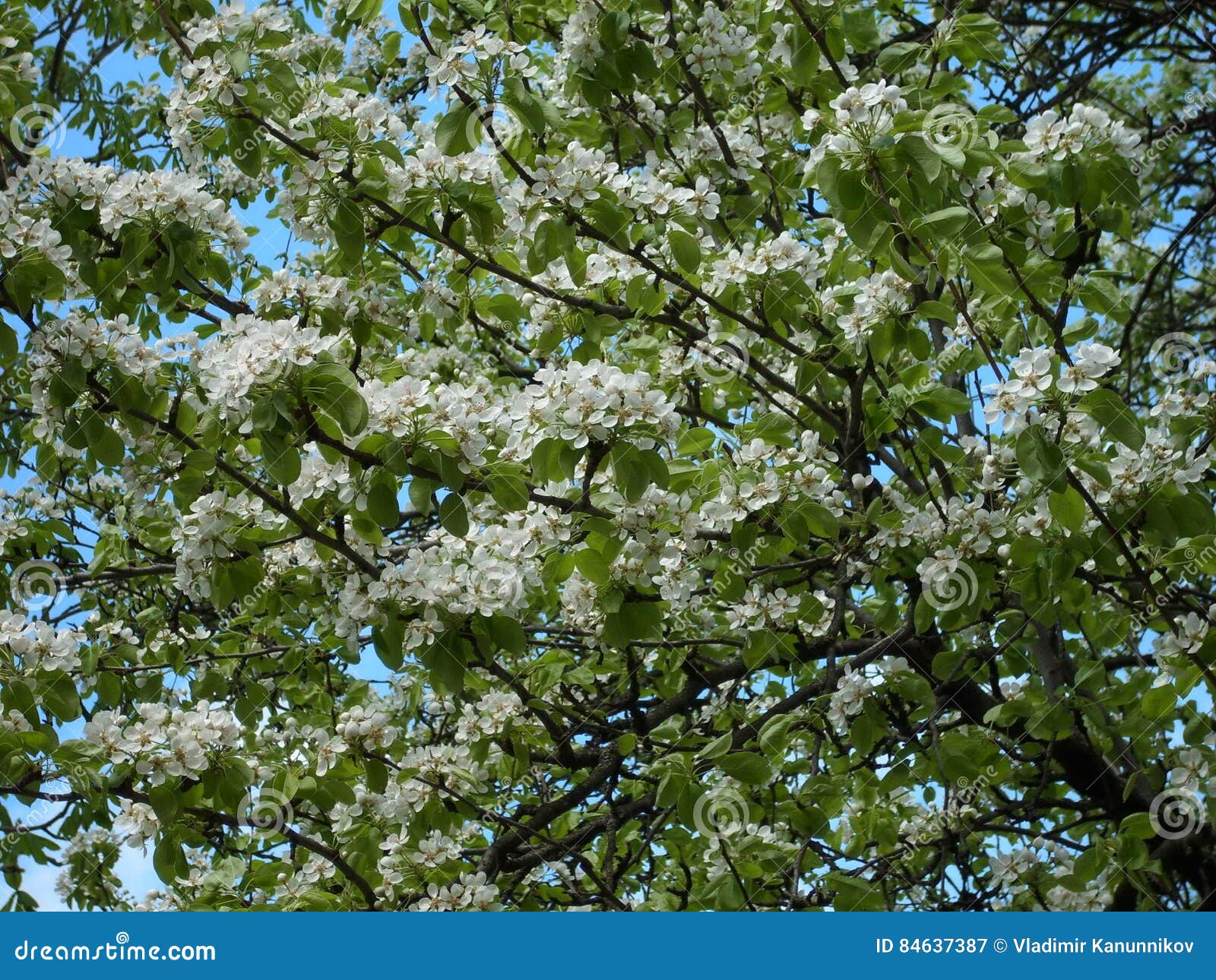 Flowering pear tree stock image. Image of frame, pear - 84637387