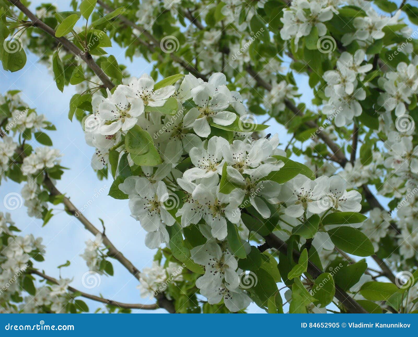 Flowering pear tree stock image. Image of spring, abundantly - 84652905