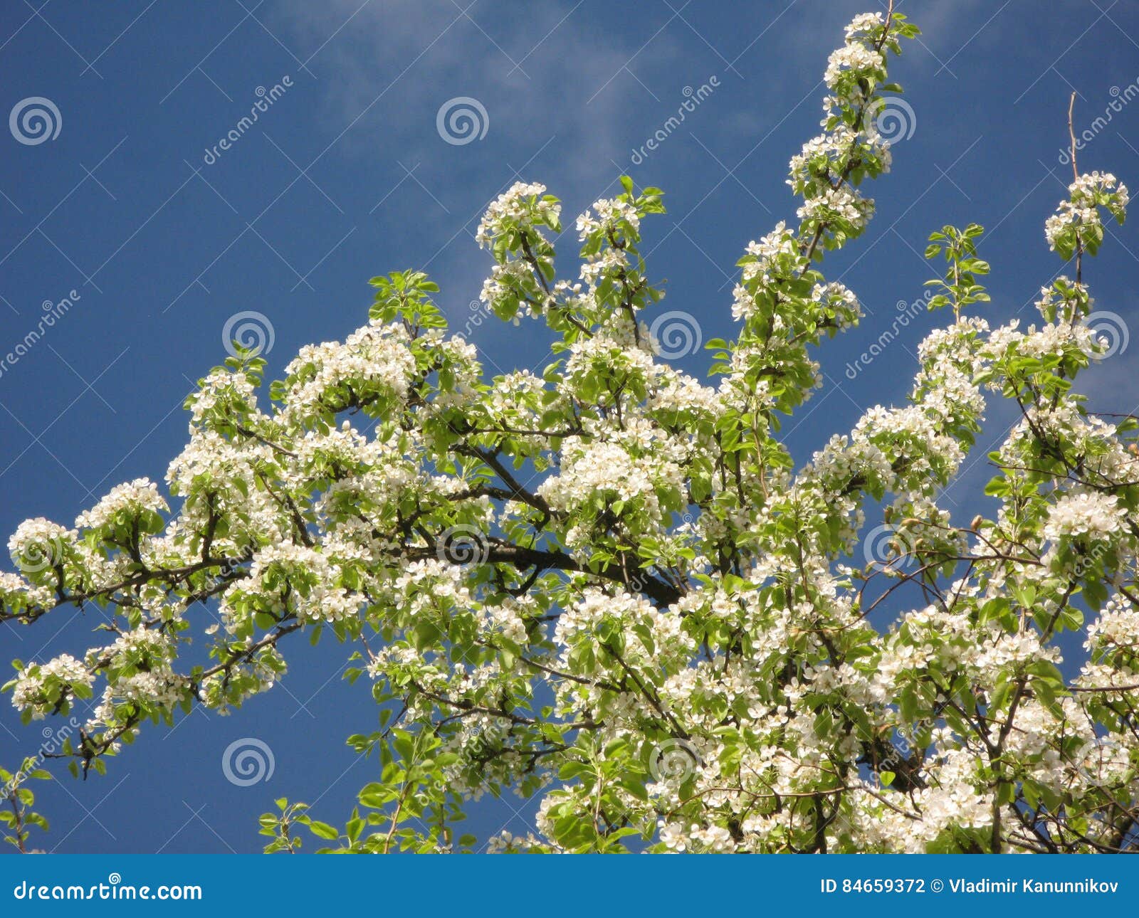 Flowering pear tree stock photo. Image of pear, branch - 84659372