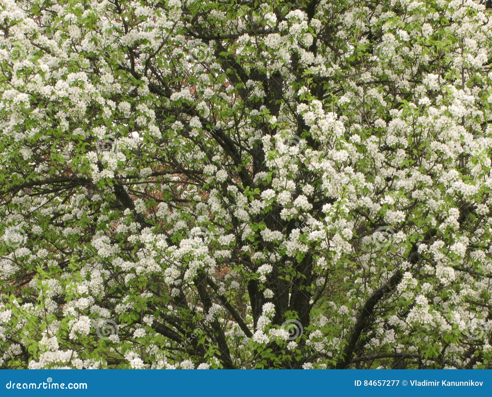 Flowering pear tree stock image. Image of pear, garden - 84657277