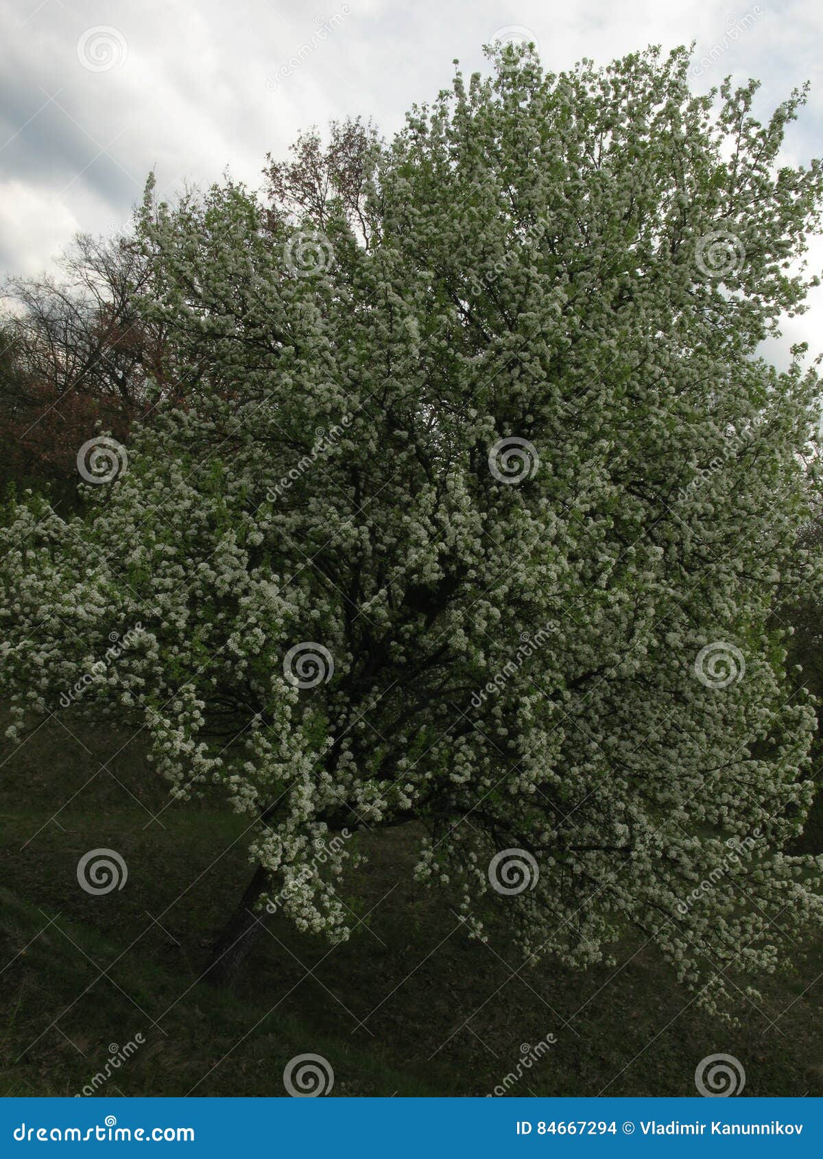 Flowering pear tree stock photo. Image of view, branches - 84667294