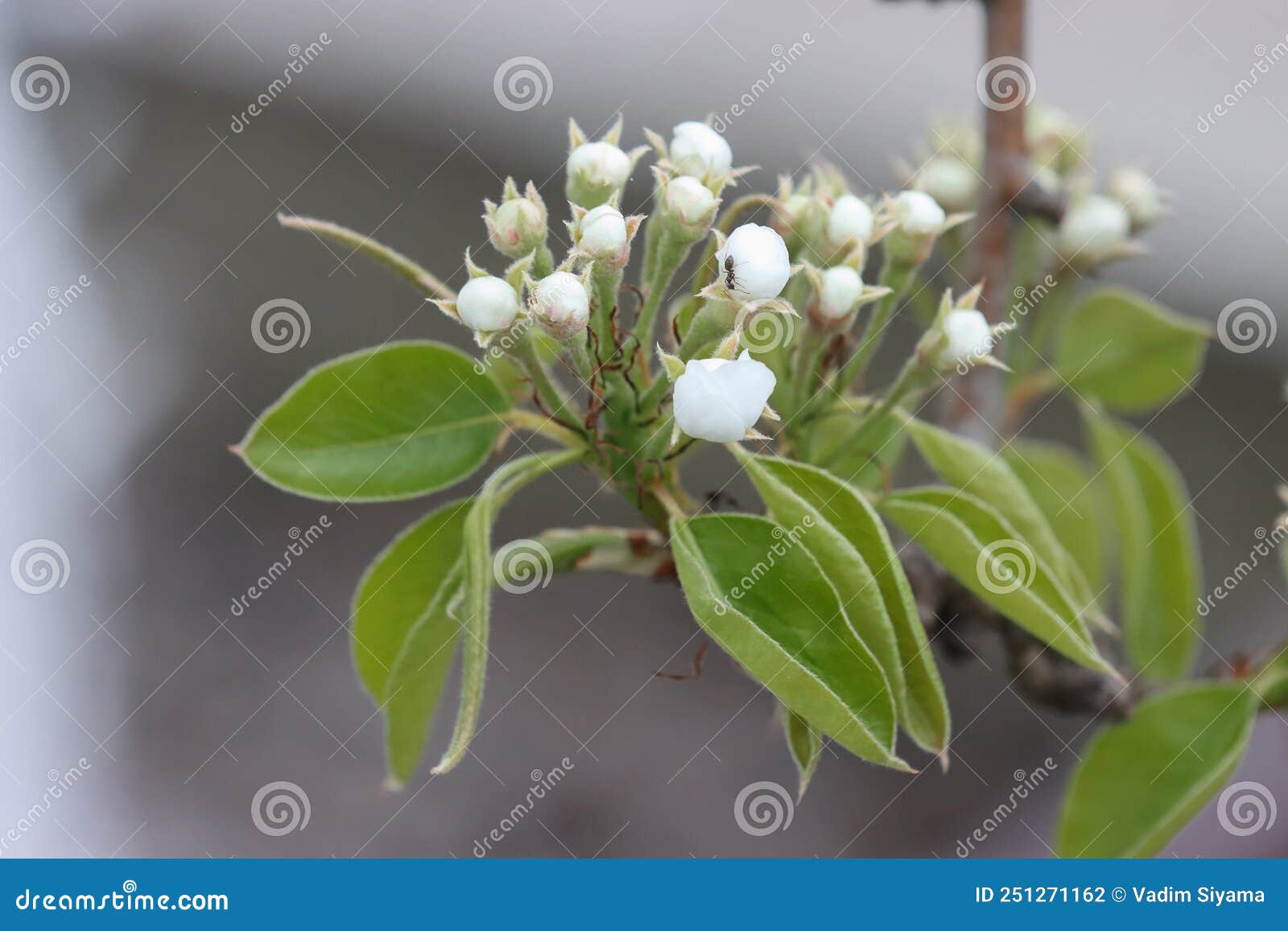 Flowering pear tree stock photo. Image of beauty, fruity - 251271162