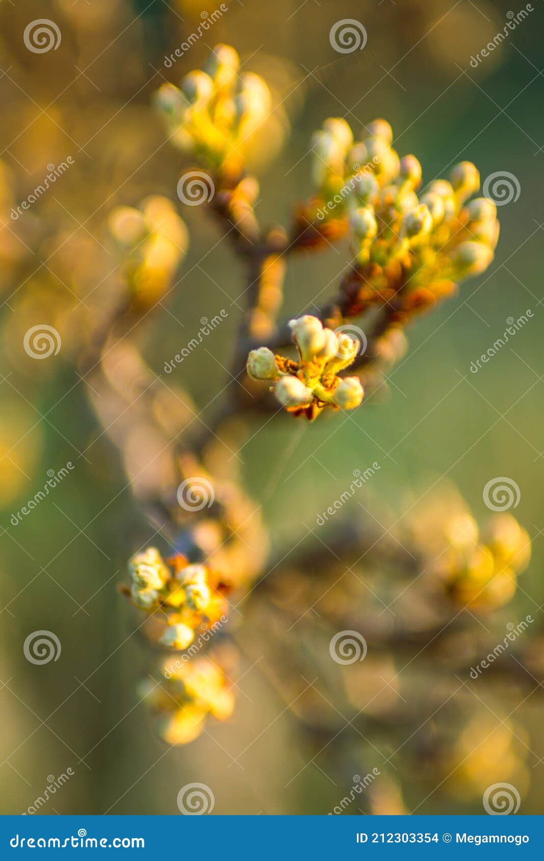 Flowering Pear Tree Branch Closeup at Sunset. Nature in Spring Stock ...