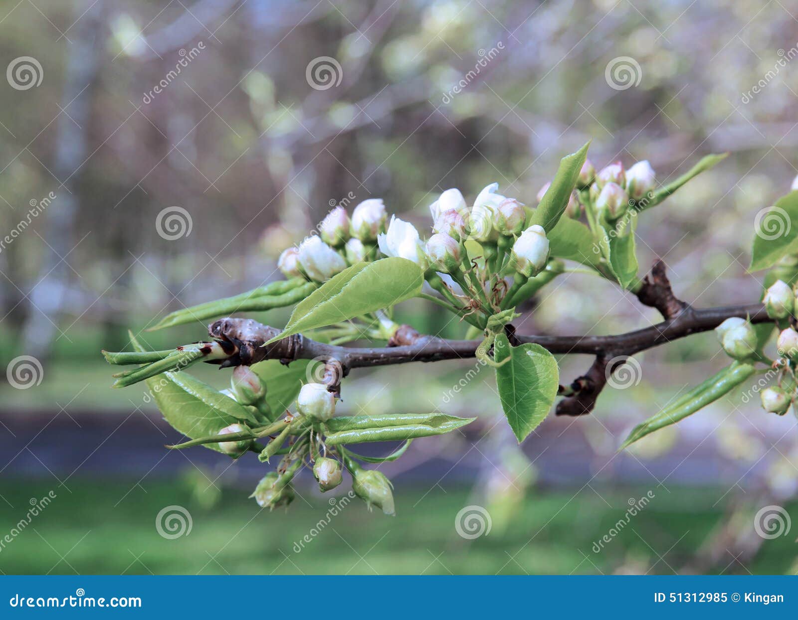 Flowering pear tree branch stock image. Image of leaves - 51312985