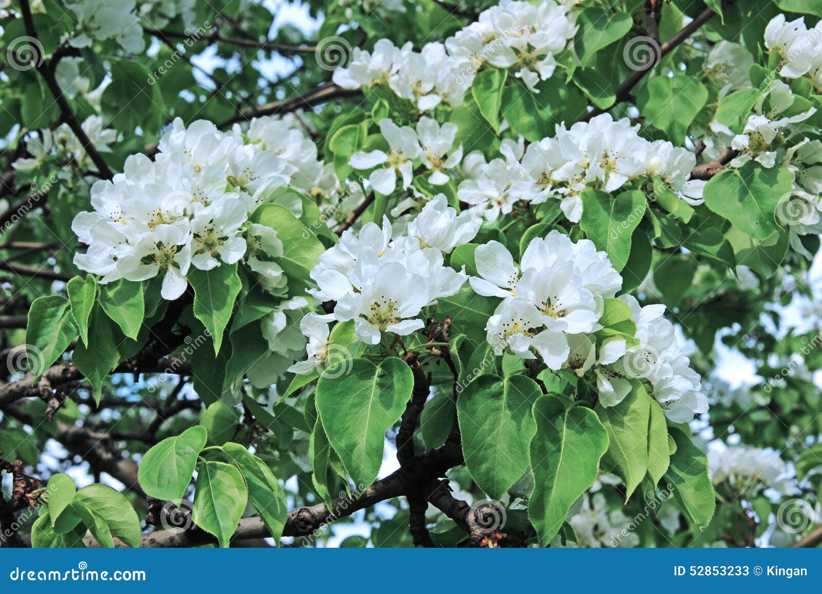 Flowering pear tree branch stock image. Image of pears - 52853233
