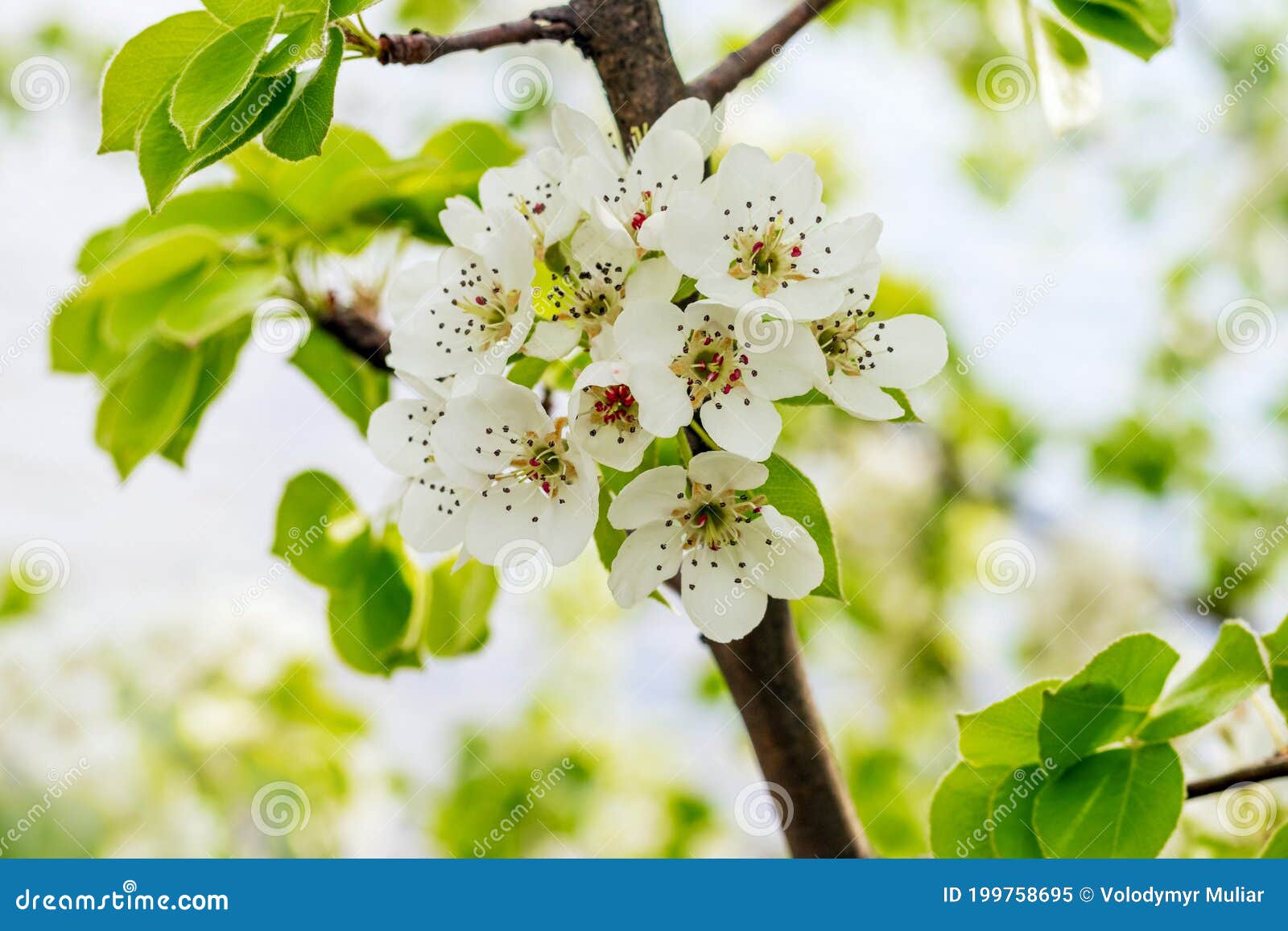 Flowering Pear, Tree Branch with Flowers on a Light Background Stock ...