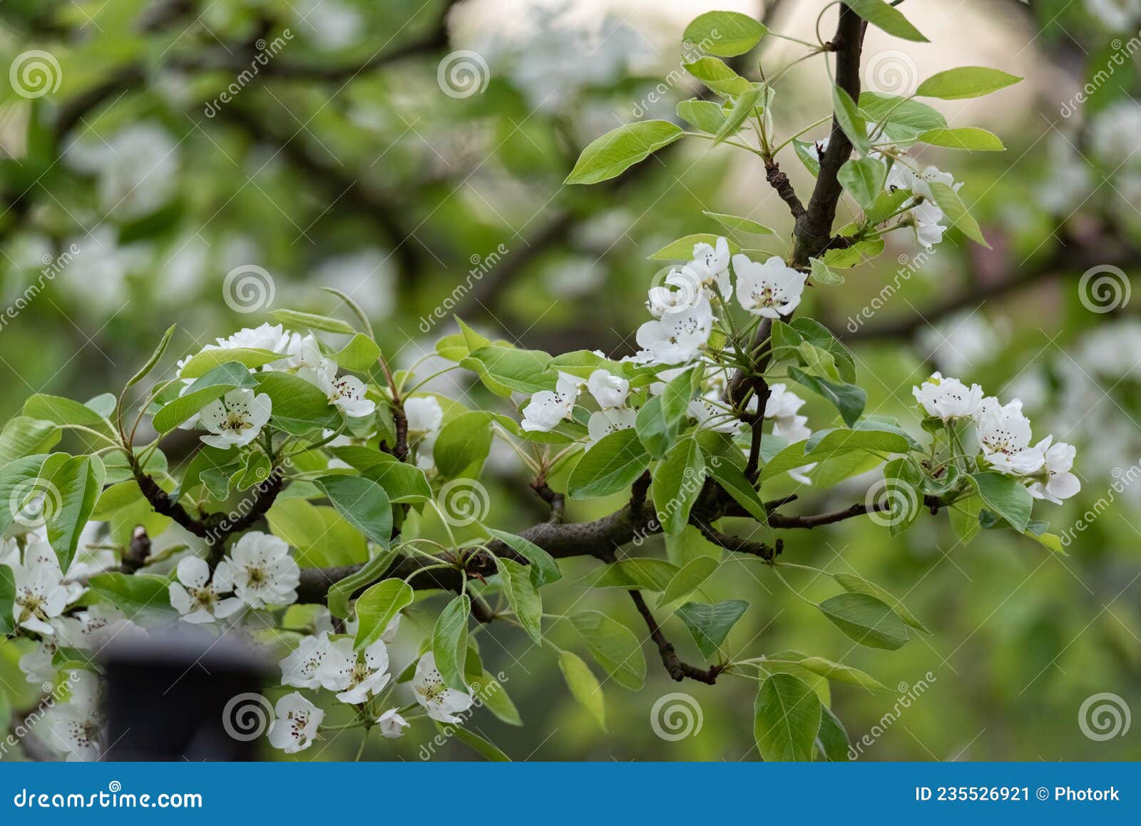 Flowering of a Pear Tree. a Branch of a Fruit Tree with White Flowers ...