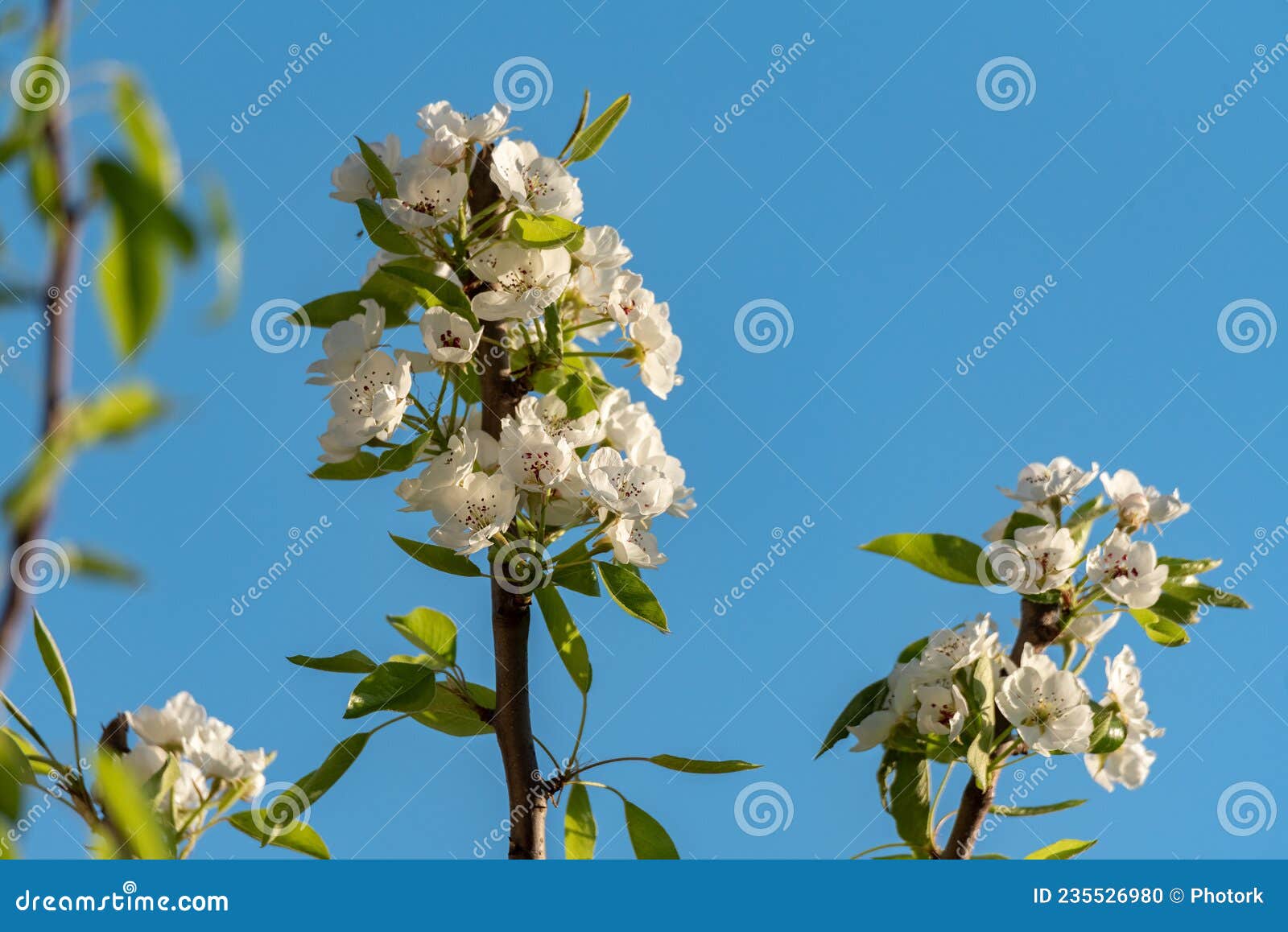 Flowering of a Pear Tree. a Branch of a Fruit Tree with White Flowers ...