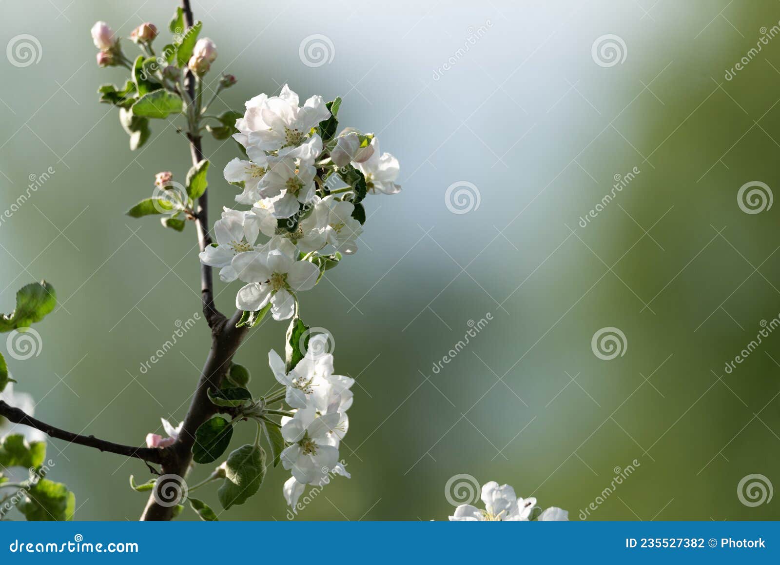 Flowering of a Pear Tree. a Branch of a Fruit Tree with White Flowers ...