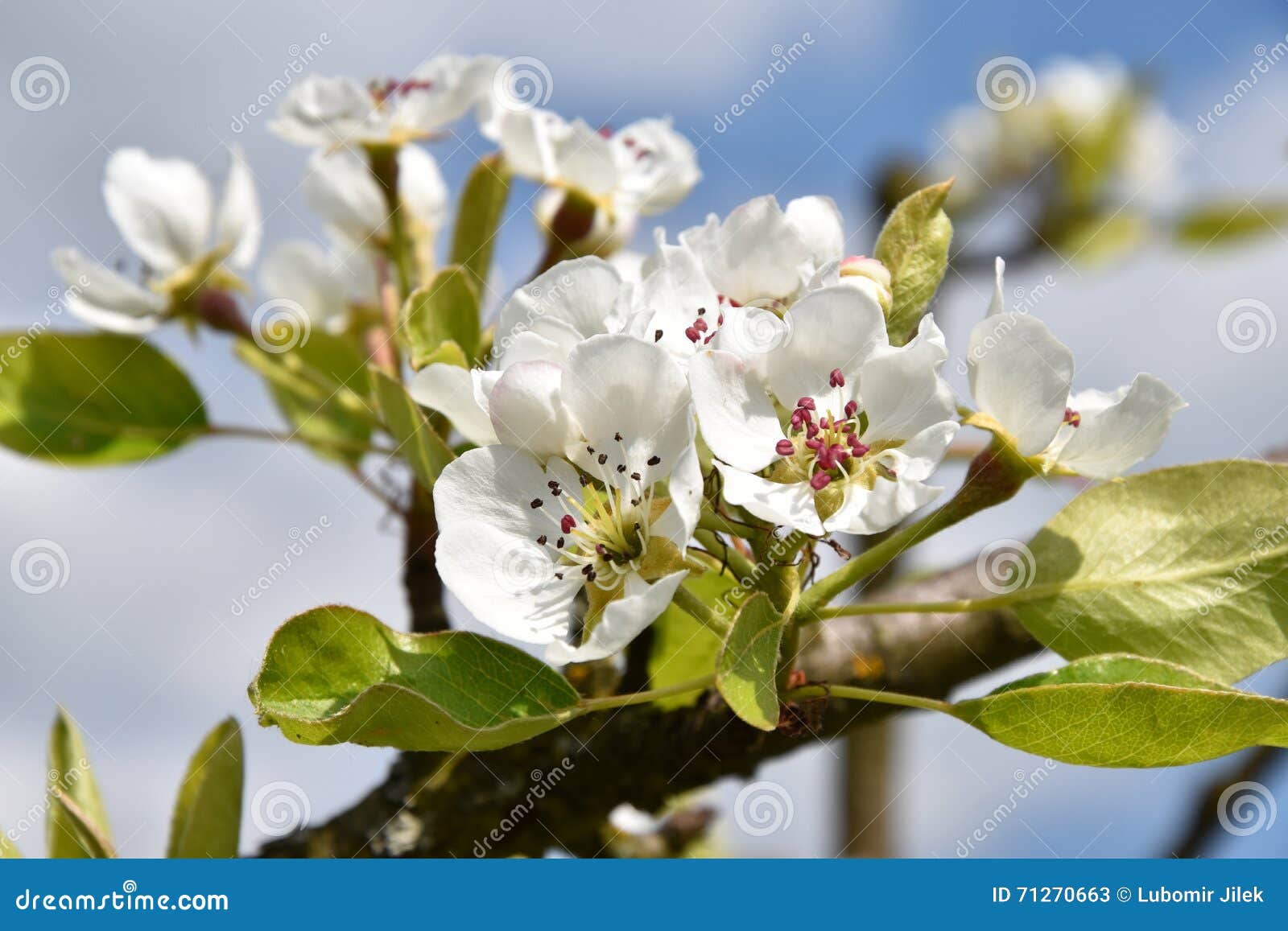 Flowering Pear Tree Branch in the Spring. Stock Image - Image of yellow ...