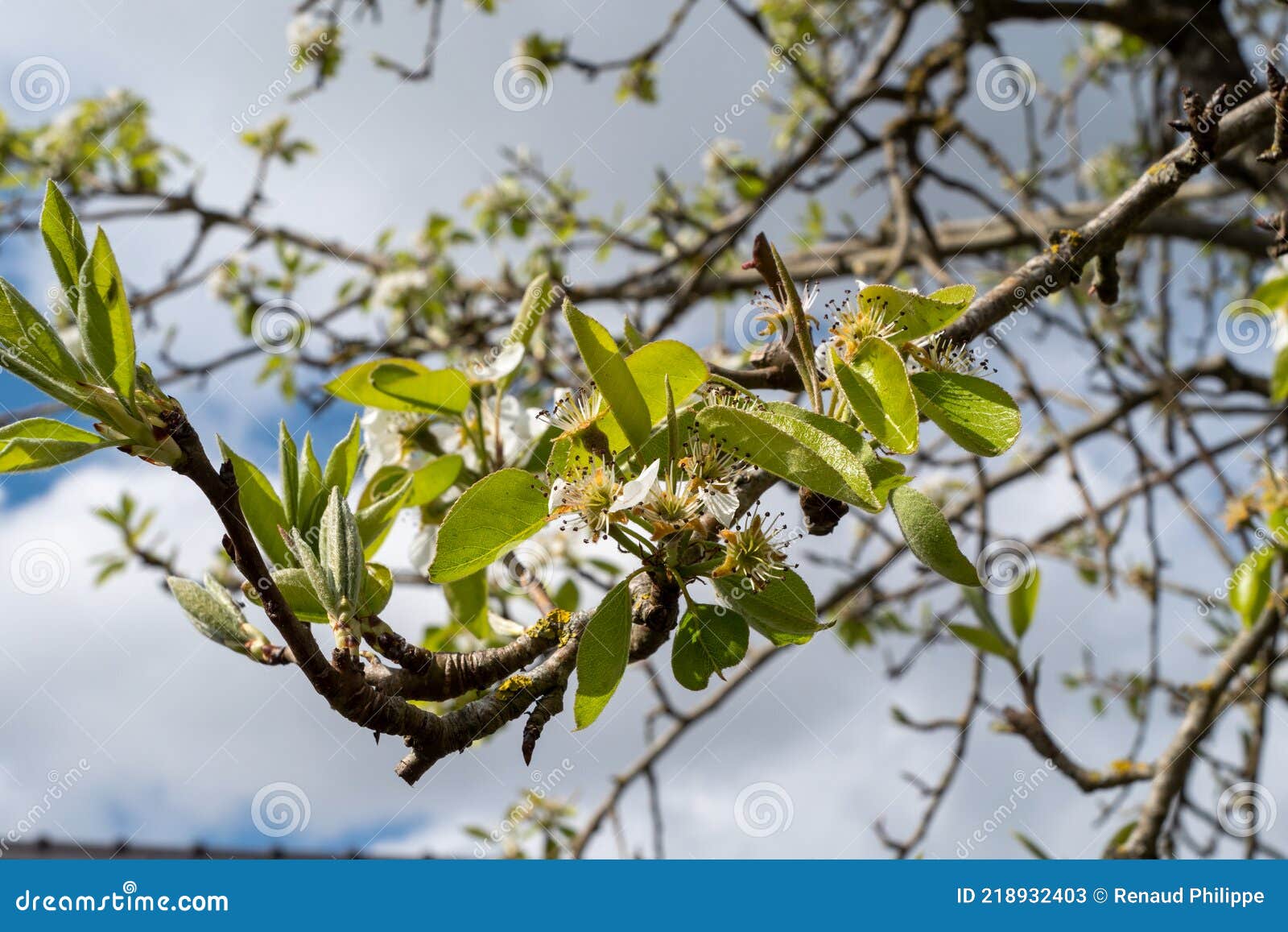 Flowering of Pear Tree, Close Up Stock Image - Image of bloom, beauty ...