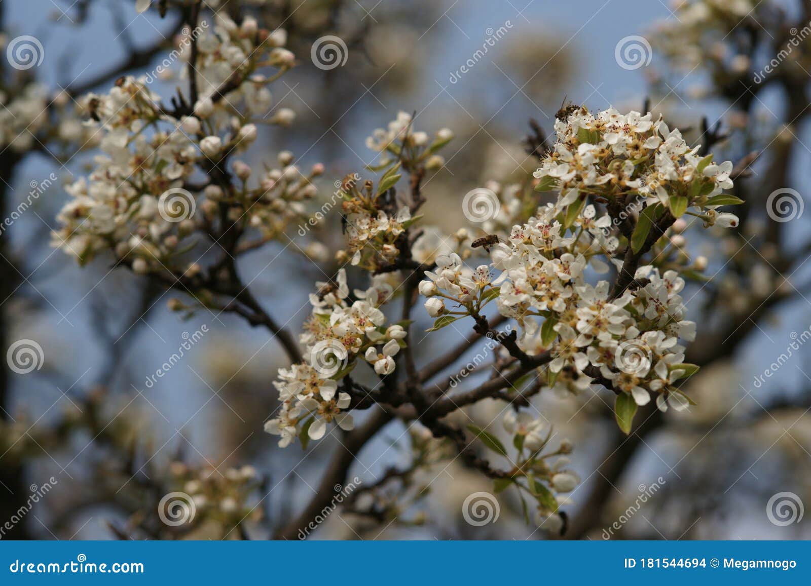 Flowering Pear Tree Closeup in Blue Sky Background. Nature in Spring ...