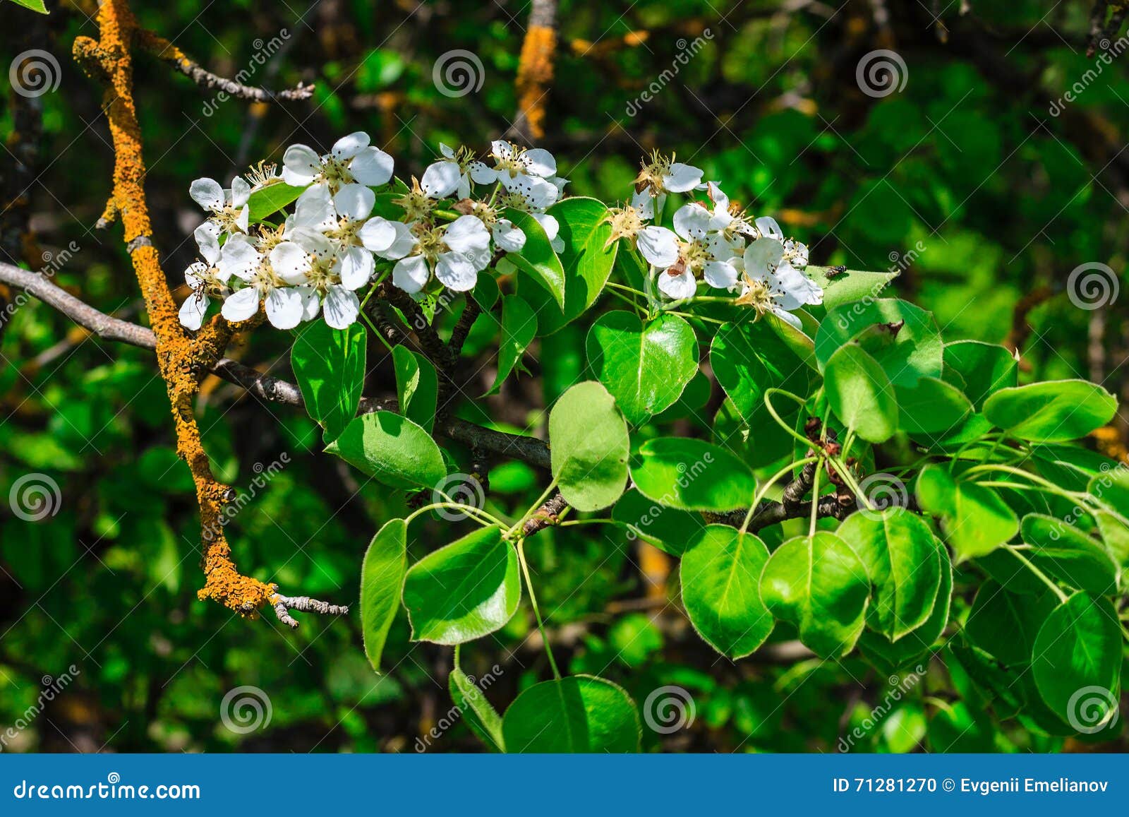 Flowering Pear Tree in Early Spring with Blue Sky in the Background ...
