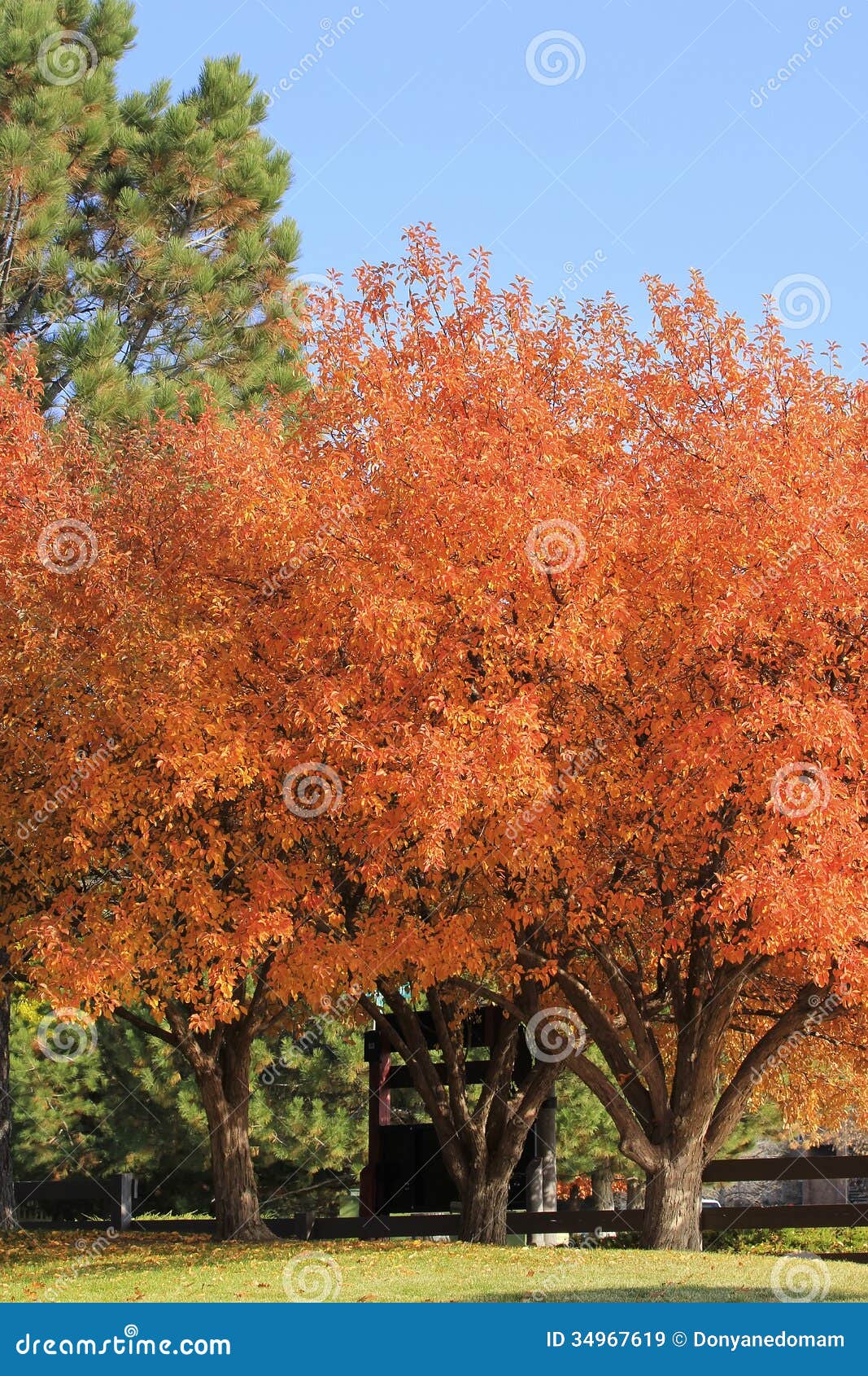 Flowering pear tree stock image. Image of autumn, closeup - 34967619