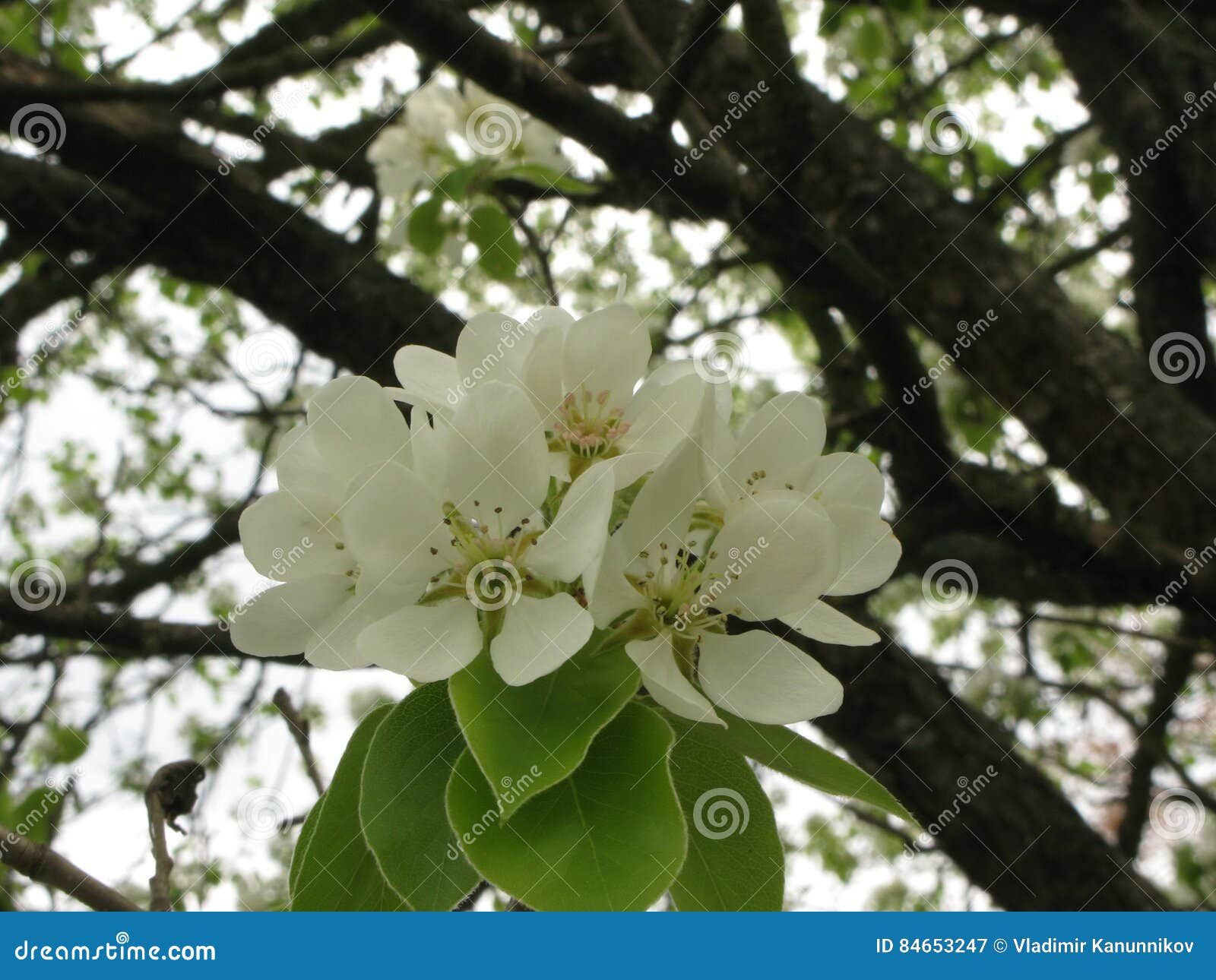 Flowering pear tree stock image. Image of beautiful, flowers - 84653247