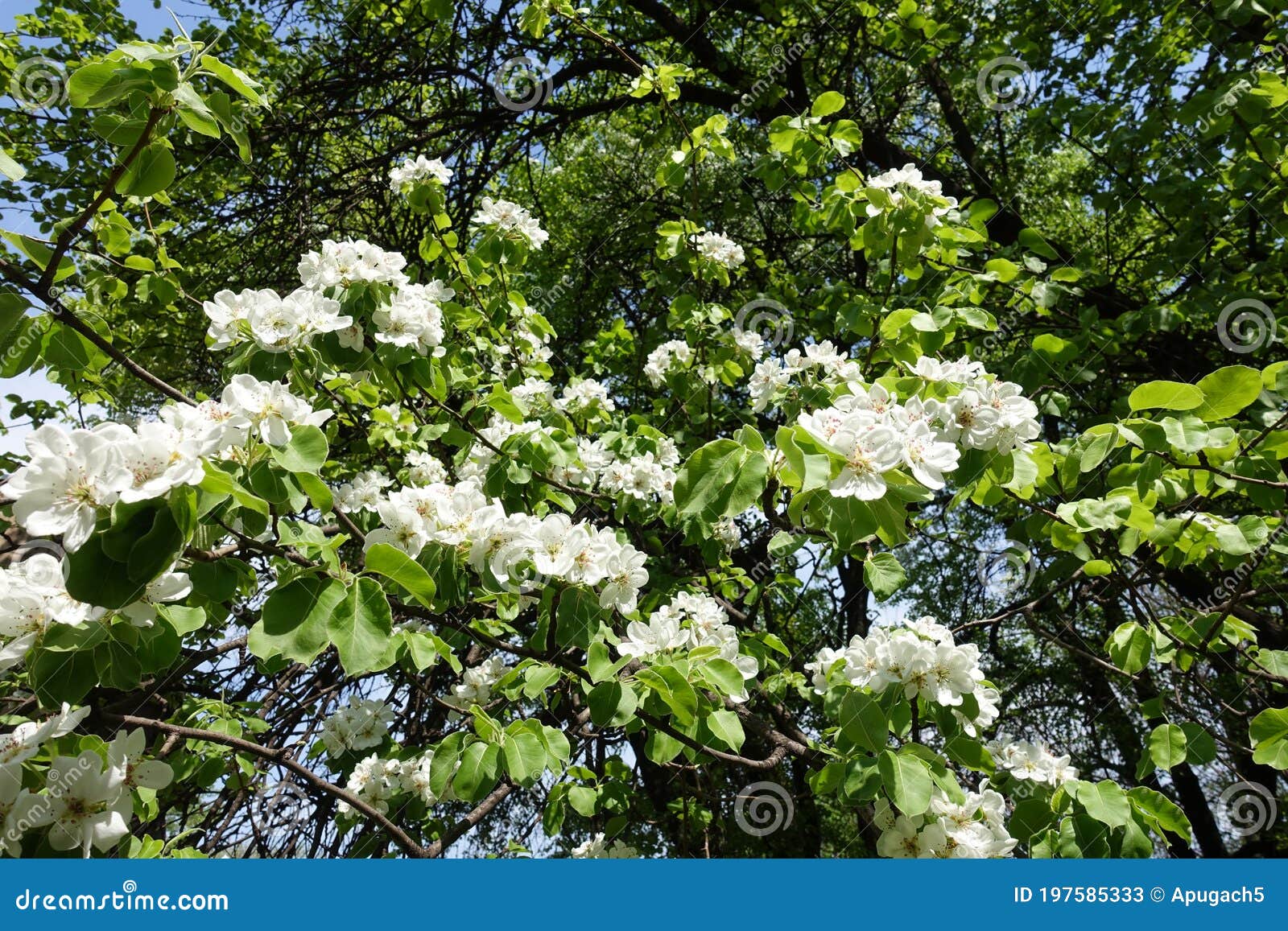 Flowering Pear Tree in the Garden Stock Image - Image of green, flora ...