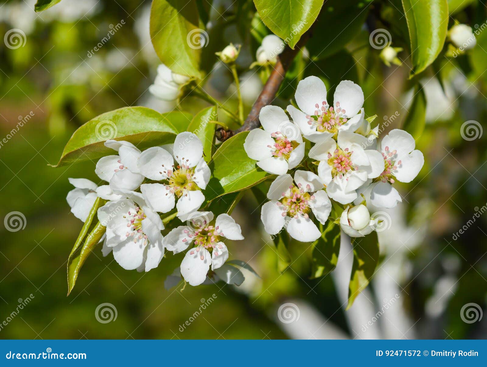 Flowering Pear Tree in the Garden Stock Photo - Image of floral, cloud ...