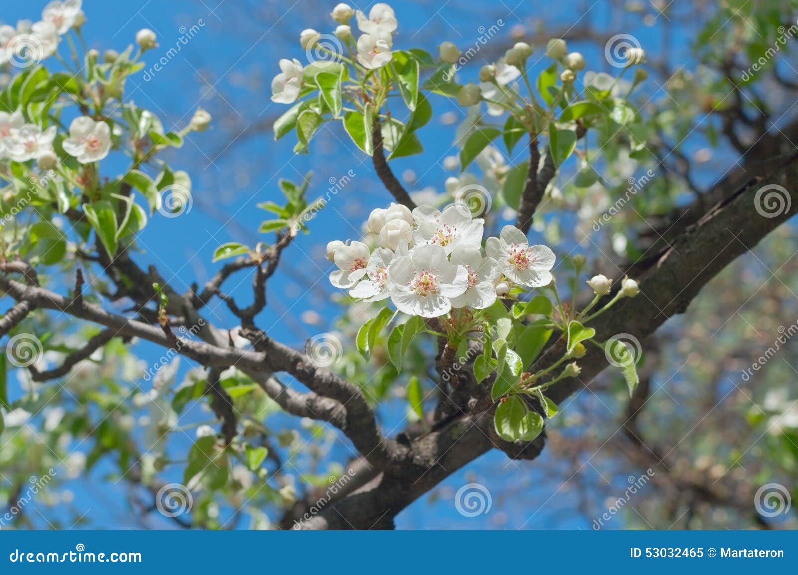 Flowering Pear Tree in Garden Stock Image - Image of beautiful, flora ...