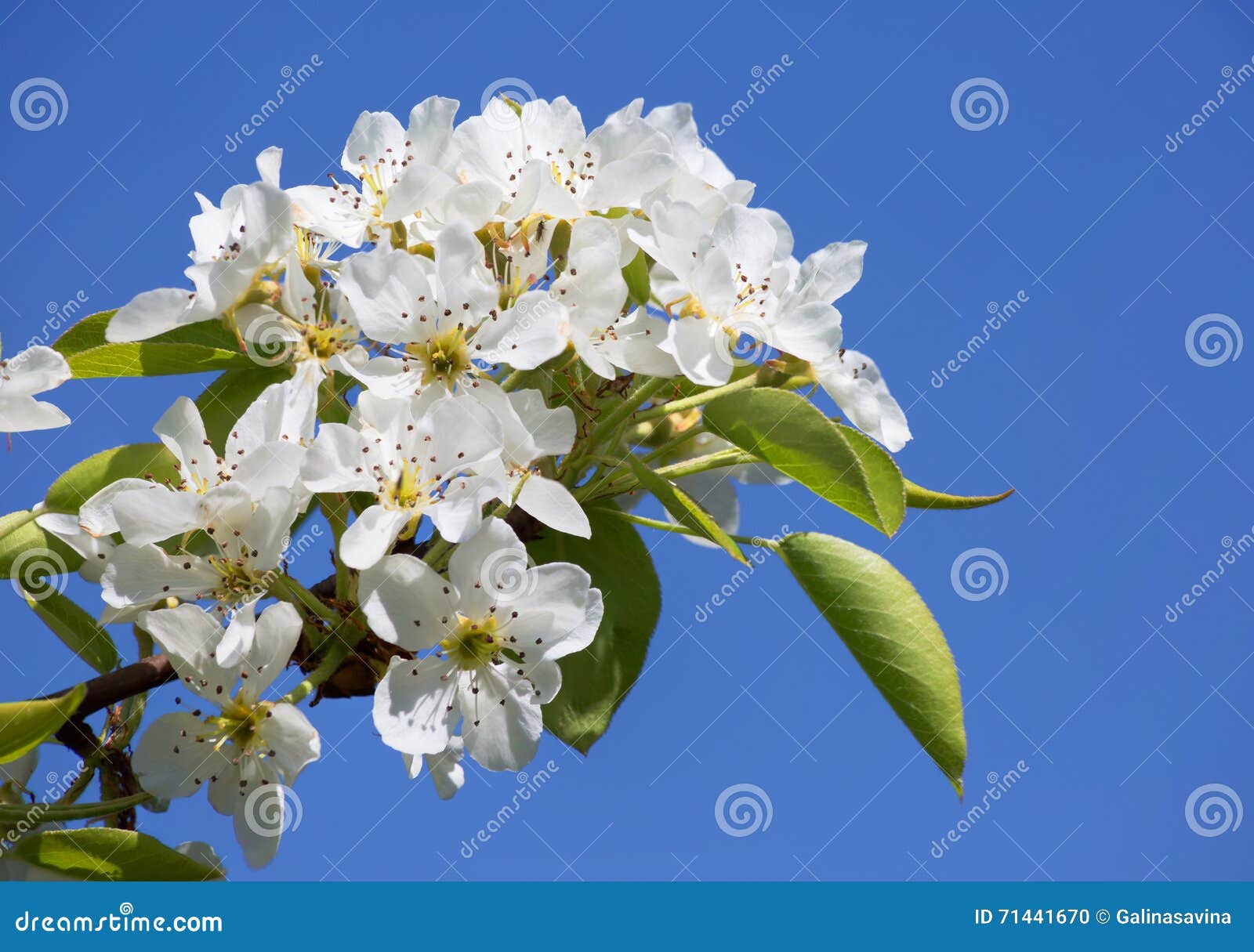 Flowering pear tree stock photo. Image of pink, tree - 71441670