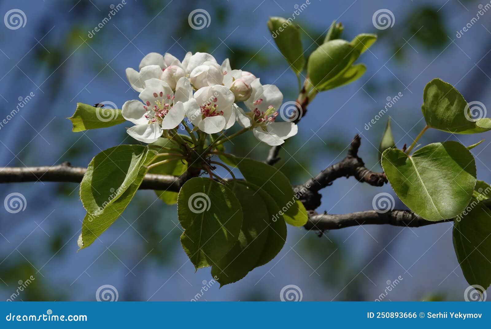 Flowering Pear tree stock photo. Image of fruit, bloom - 250893666