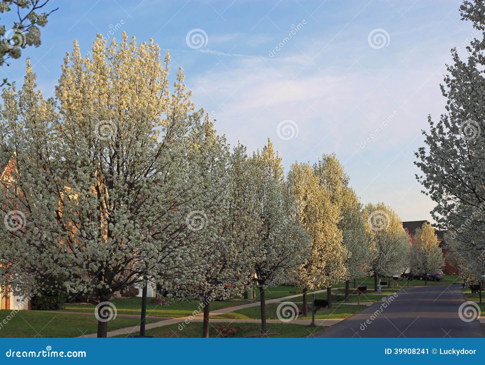 Flowering Pear Tree stock image. Image of flowering, line - 39908241
