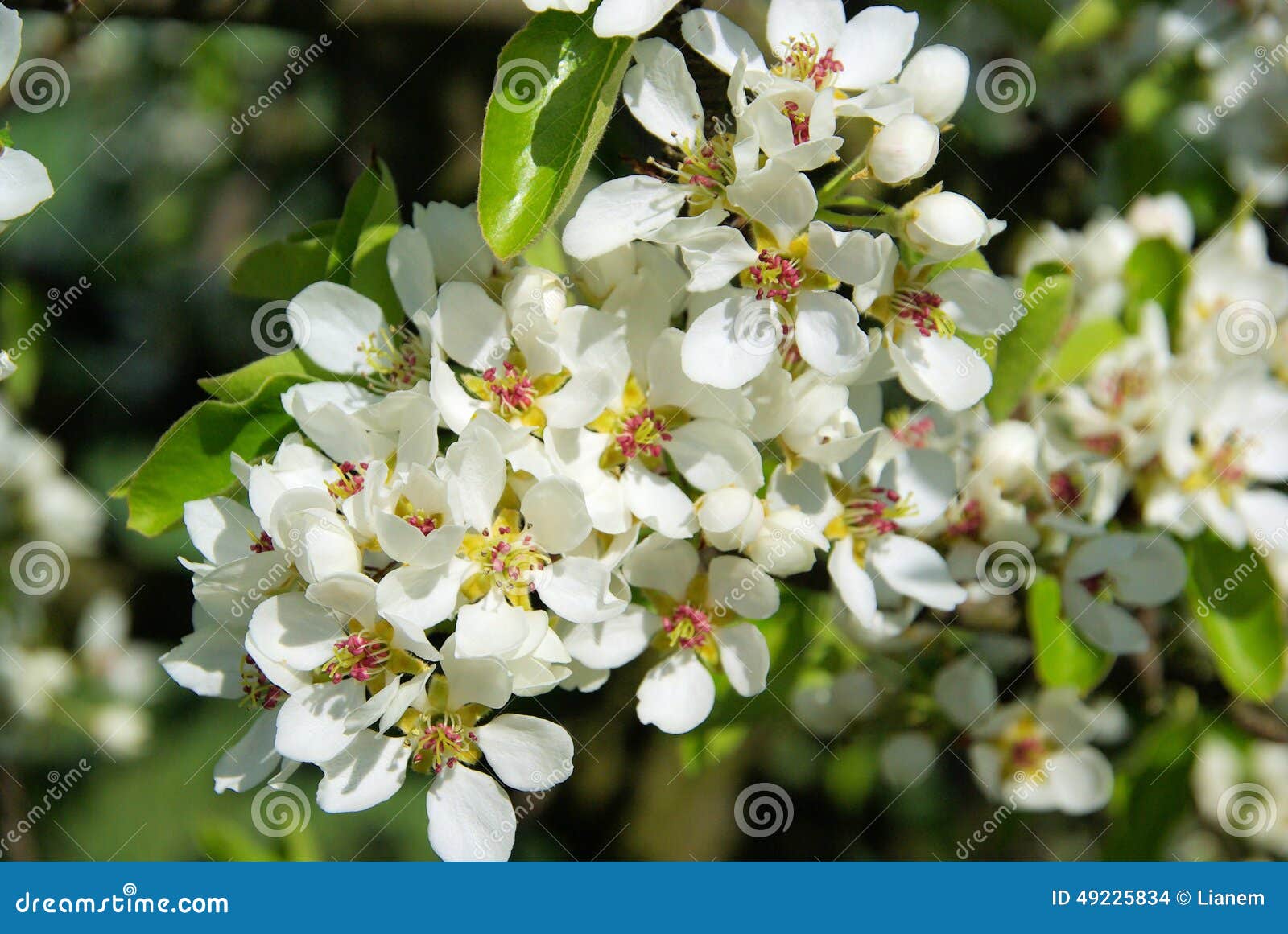 Flowering of pear tree stock photo. Image of twig, apple - 49225834