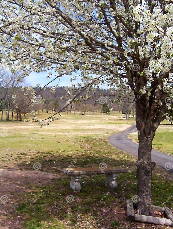 Flowering Pear Tree in Spring Stock Image - Image of blooming, outdoors ...