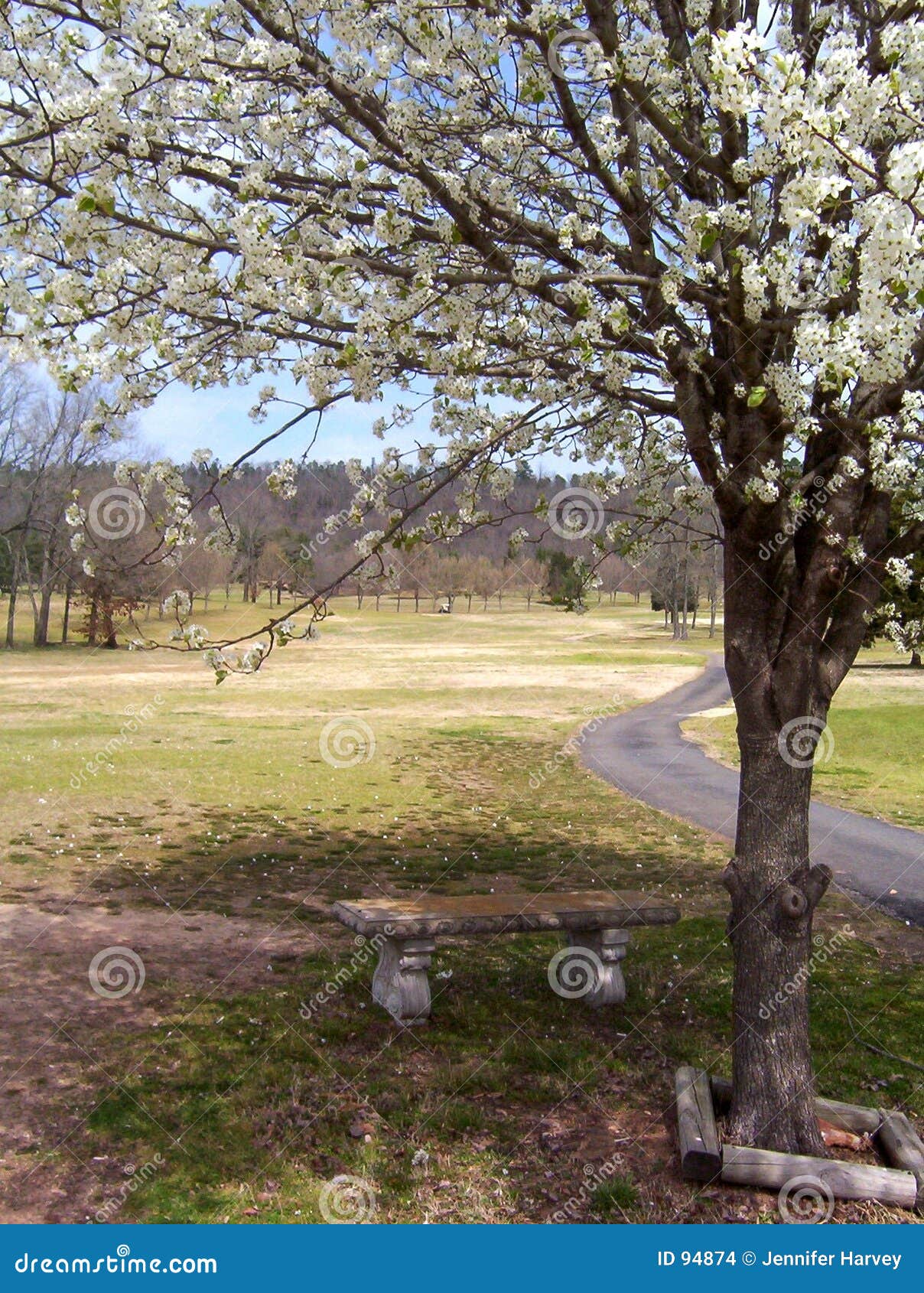 Flowering Pear Tree in Spring Stock Photo - Image of dirt, flower: 94874