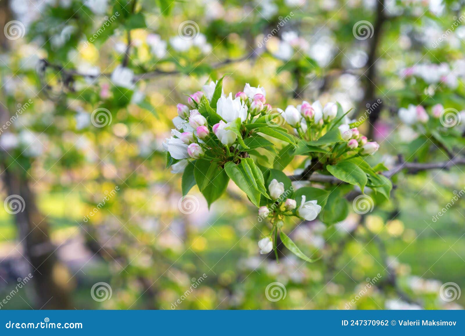 Flowering Pear Tree in Spring Garden. White-pink Pear Flowers Stock ...