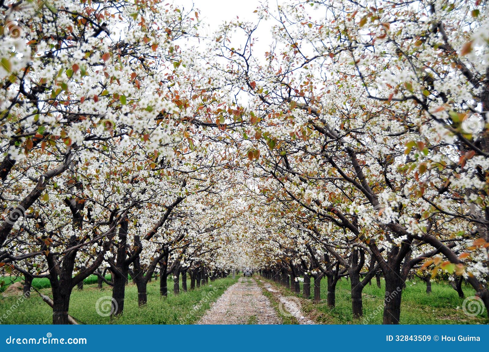 Flowering Pear Tree in Spring Stock Image - Image of pear, field: 32843509