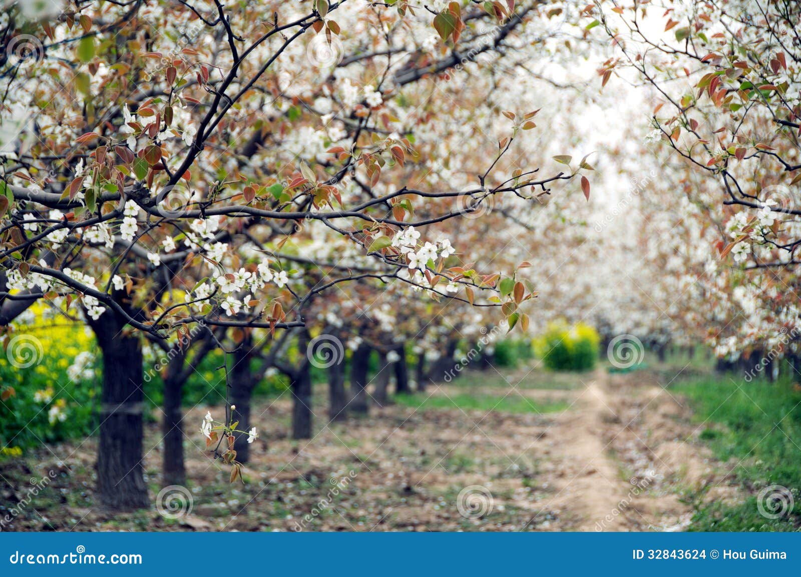 Flowering Pear Tree in Spring Stock Photo - Image of nature, branches ...