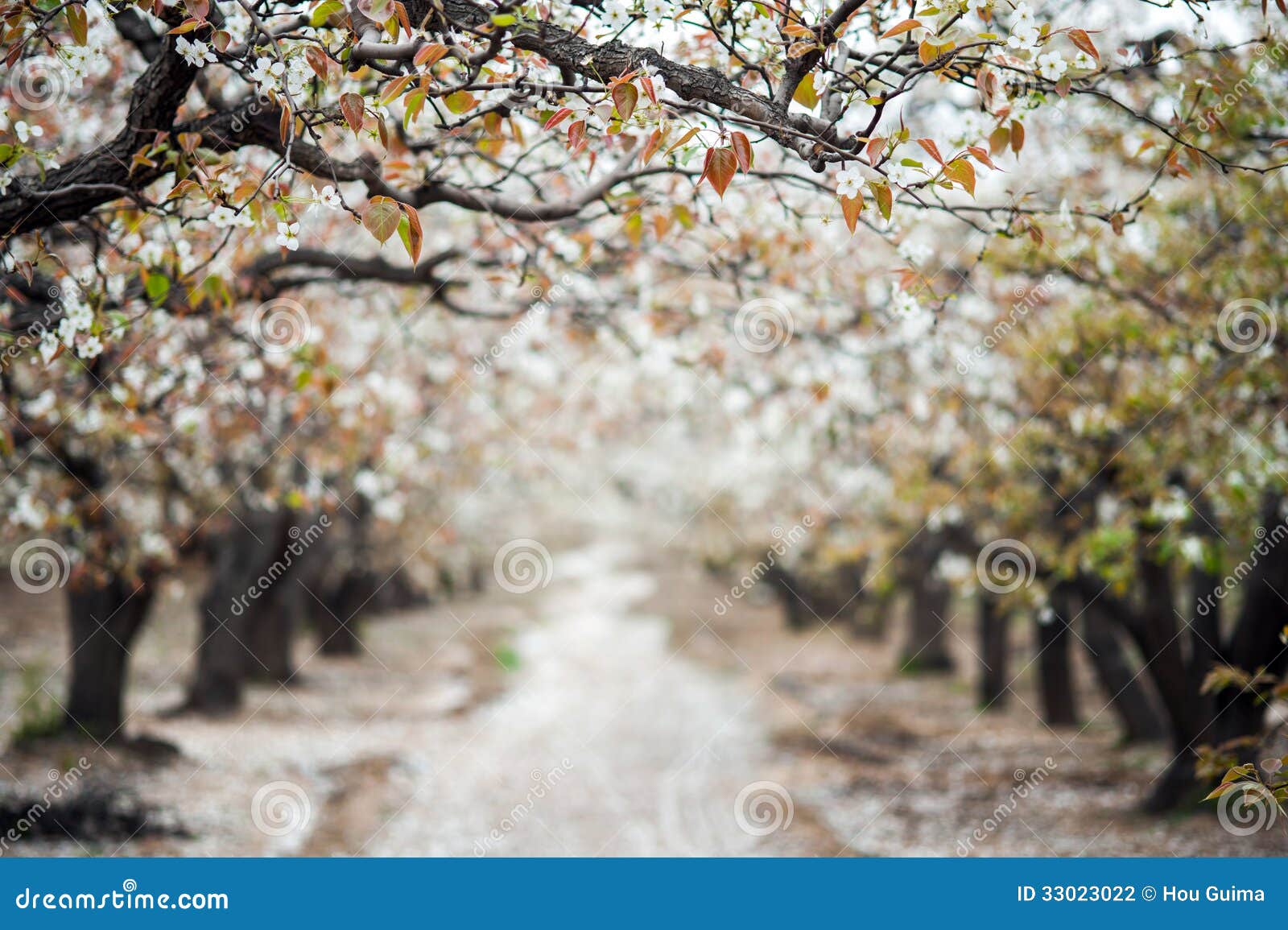 Flowering Pear Tree in Spring Stock Photo - Image of relax, path: 33023022