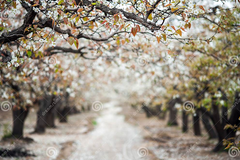 Flowering Pear Tree in Spring Stock Photo - Image of relax, path: 33023022