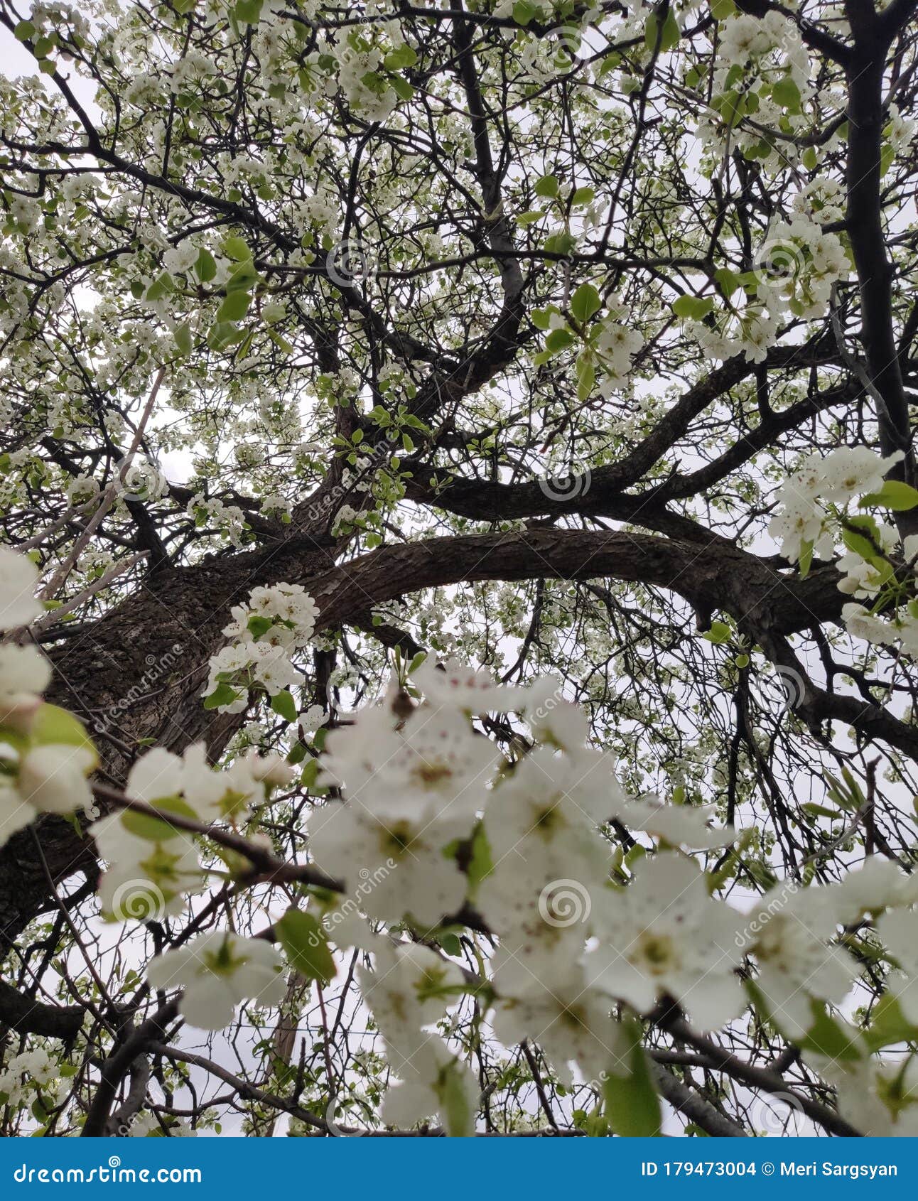 The Flowering Pear Tree is Very Beautiful. Stock Photo - Image of pear ...