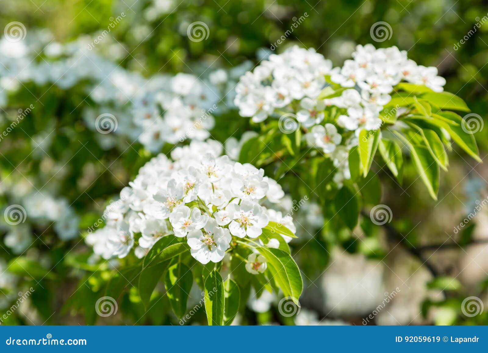 Flowering Pear Tree. White Flowers and Green Leaves on the Branches ...